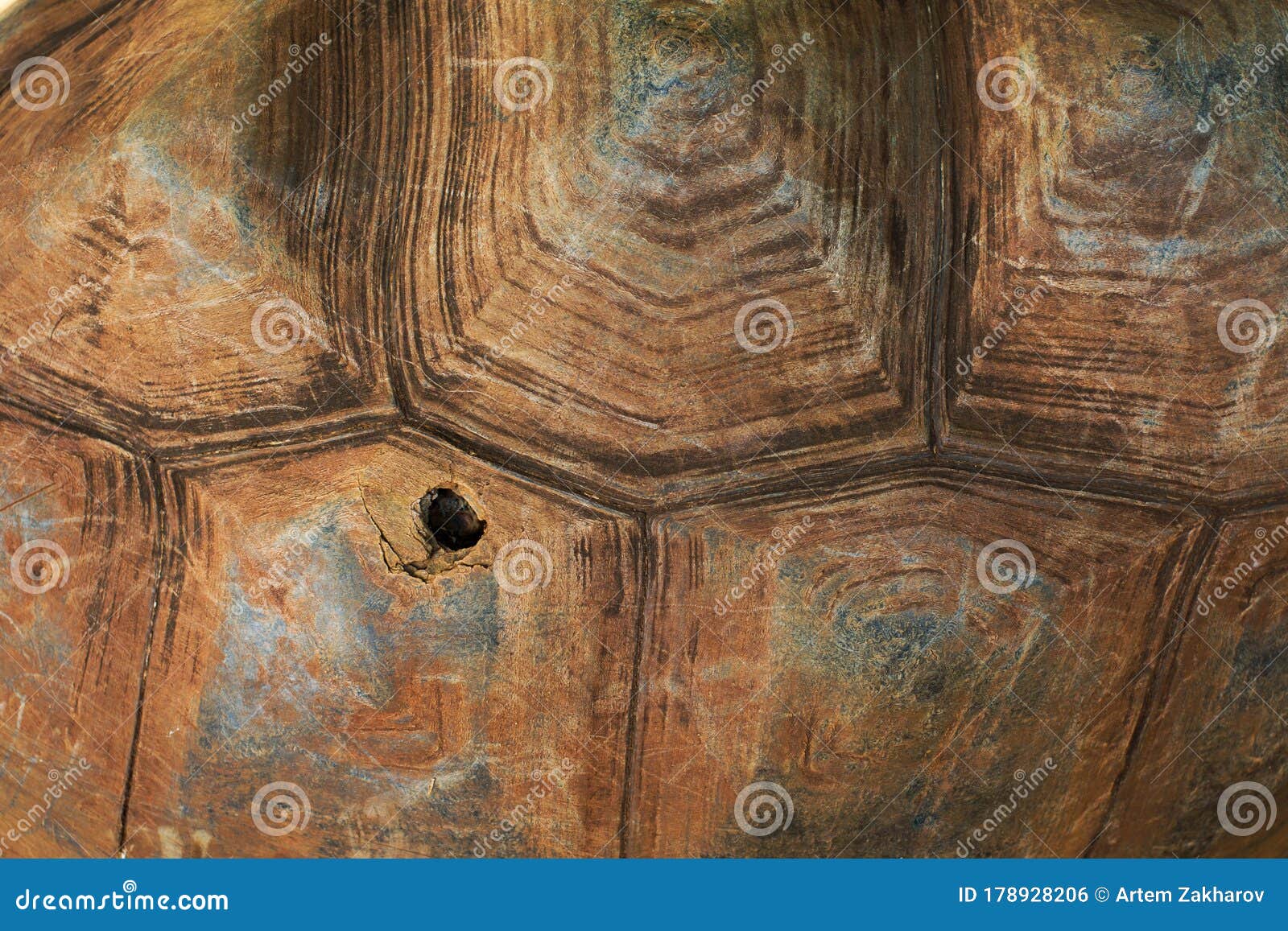 Texture of the Shell of the Seychelles Turtle. Stock Photo - Image of ...