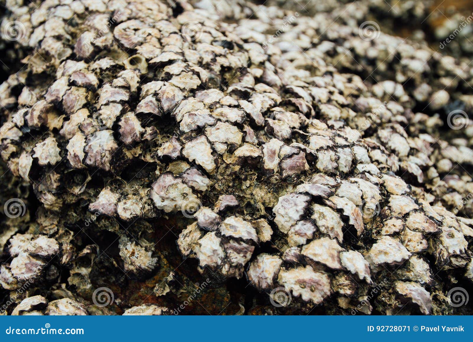 Texture Shell Shellfish. Background Shell Mollusks on Beach in Closed ...