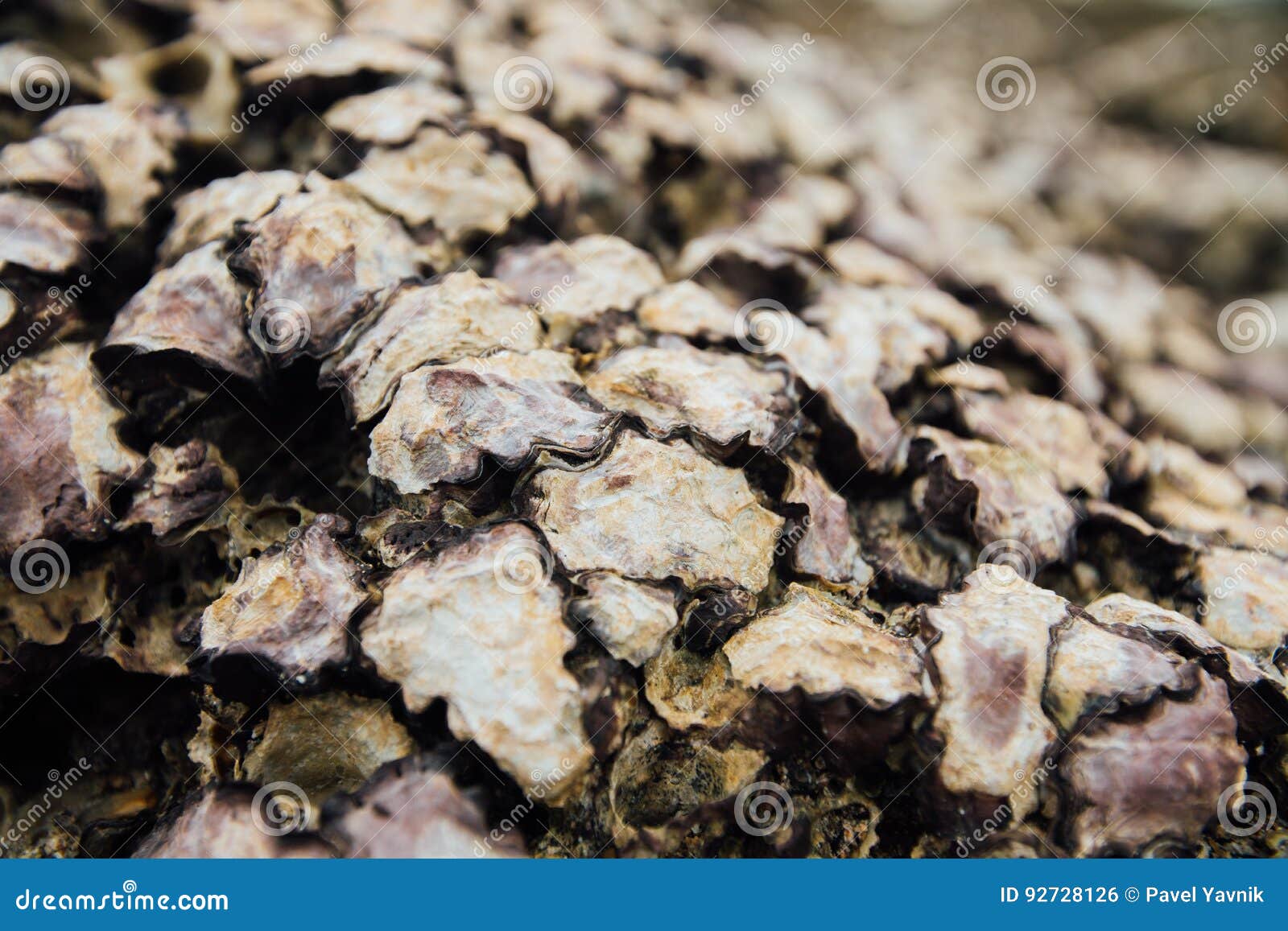 Texture Shell Shellfish. Background Shell Mollusks on Beach in Closed ...