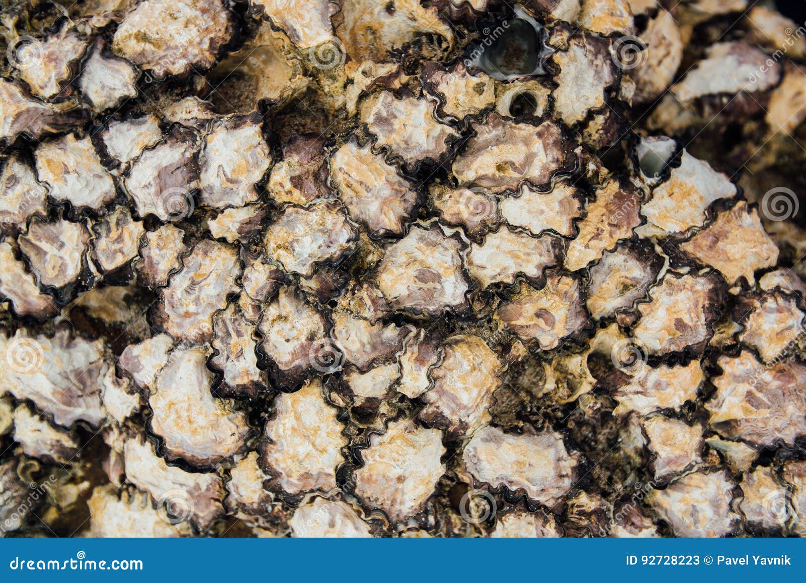 Texture Shell Shellfish. Background Shell Mollusks on Beach in Closed ...