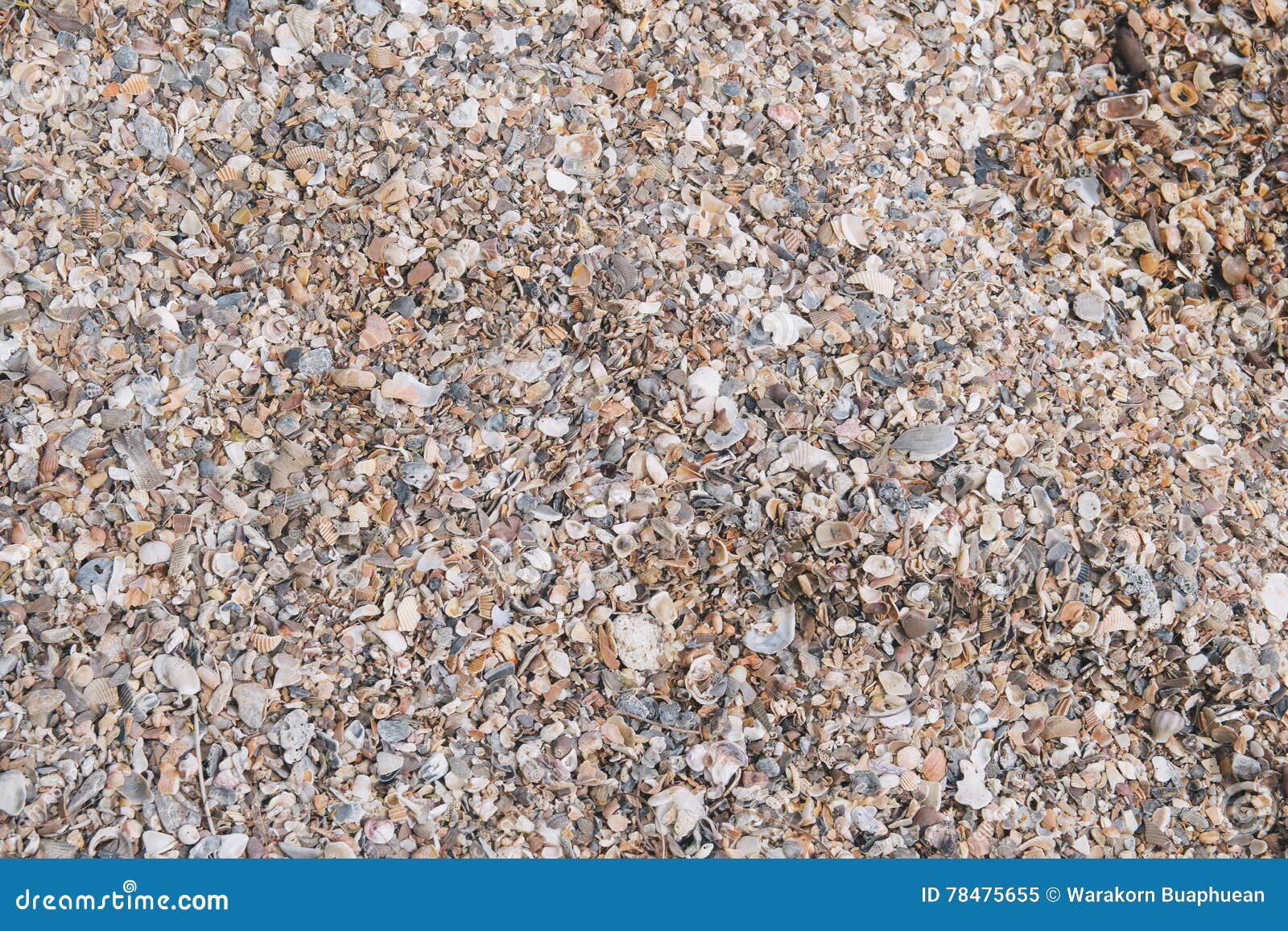 The Texture Of The Shells. Stock Photography | CartoonDealer.com #84423830