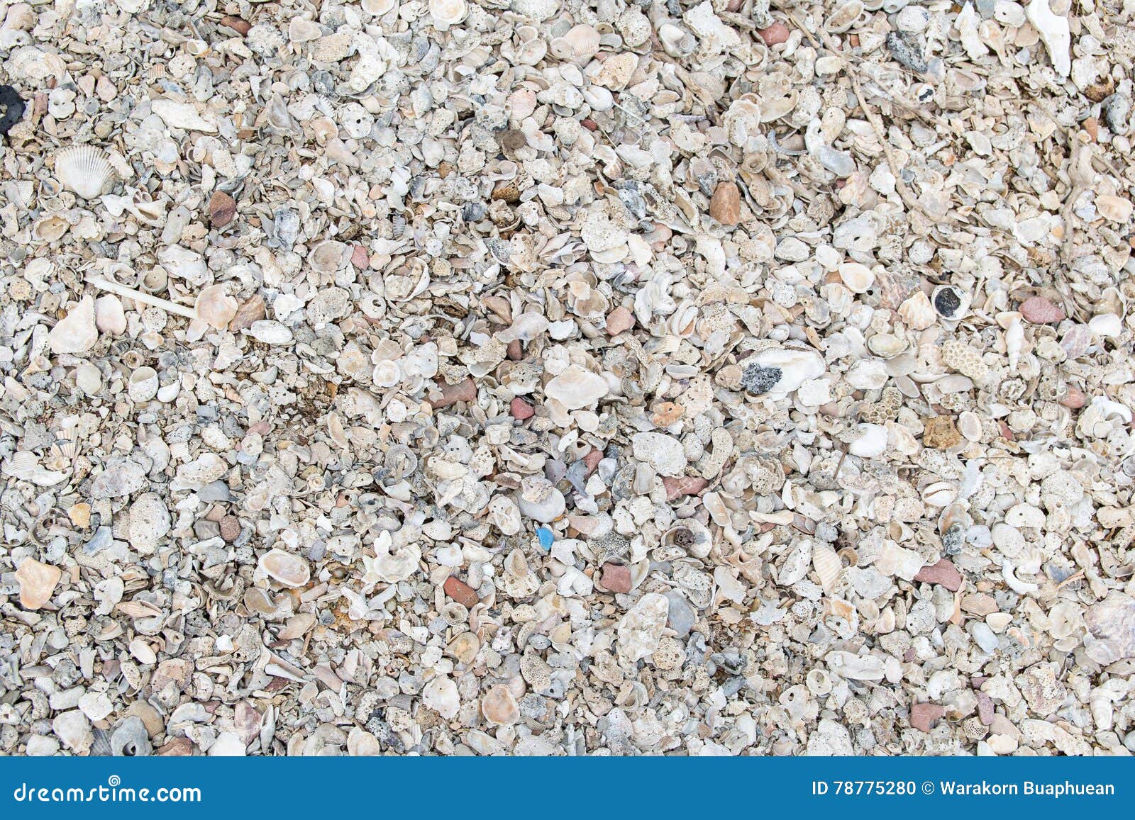 The Texture Of The Shells. Stock Photography | CartoonDealer.com #84423830