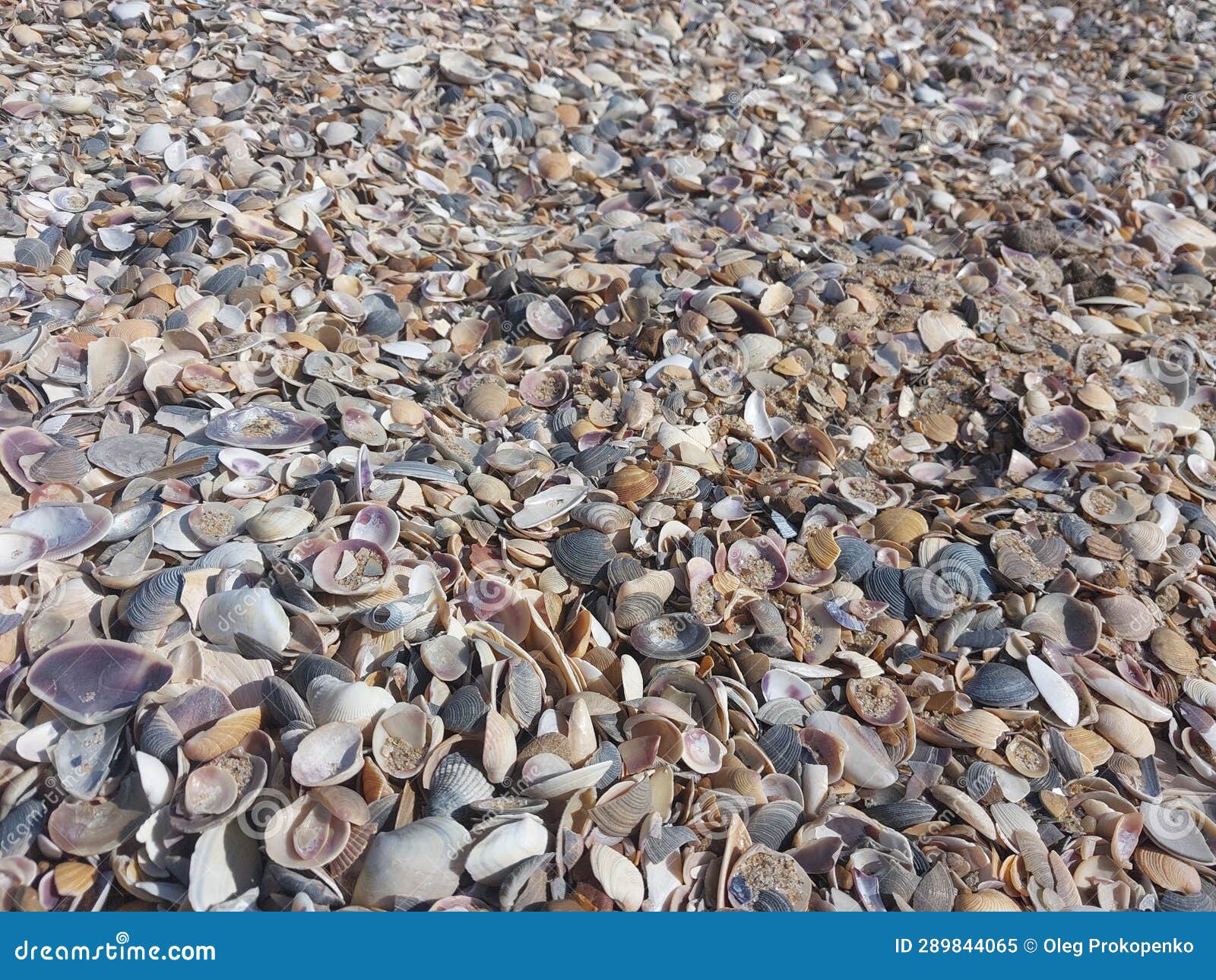Texture of Shells on the Black Sea Stock Image - Image of brown, shells ...
