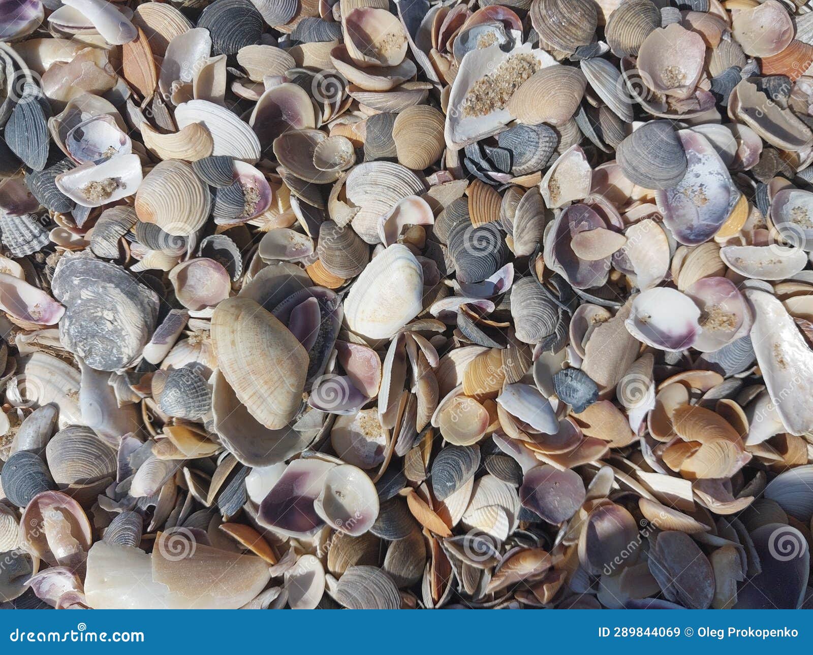 Texture of Shells on the Black Sea Stock Image - Image of brown, shell ...