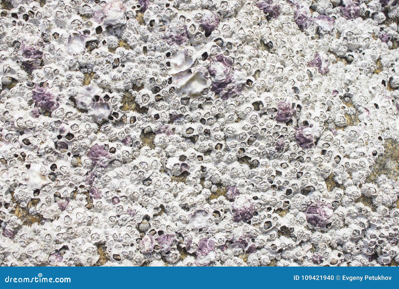 Texture Shells on a Rock. Stone Texture. Stock Photo - Image of shell ...