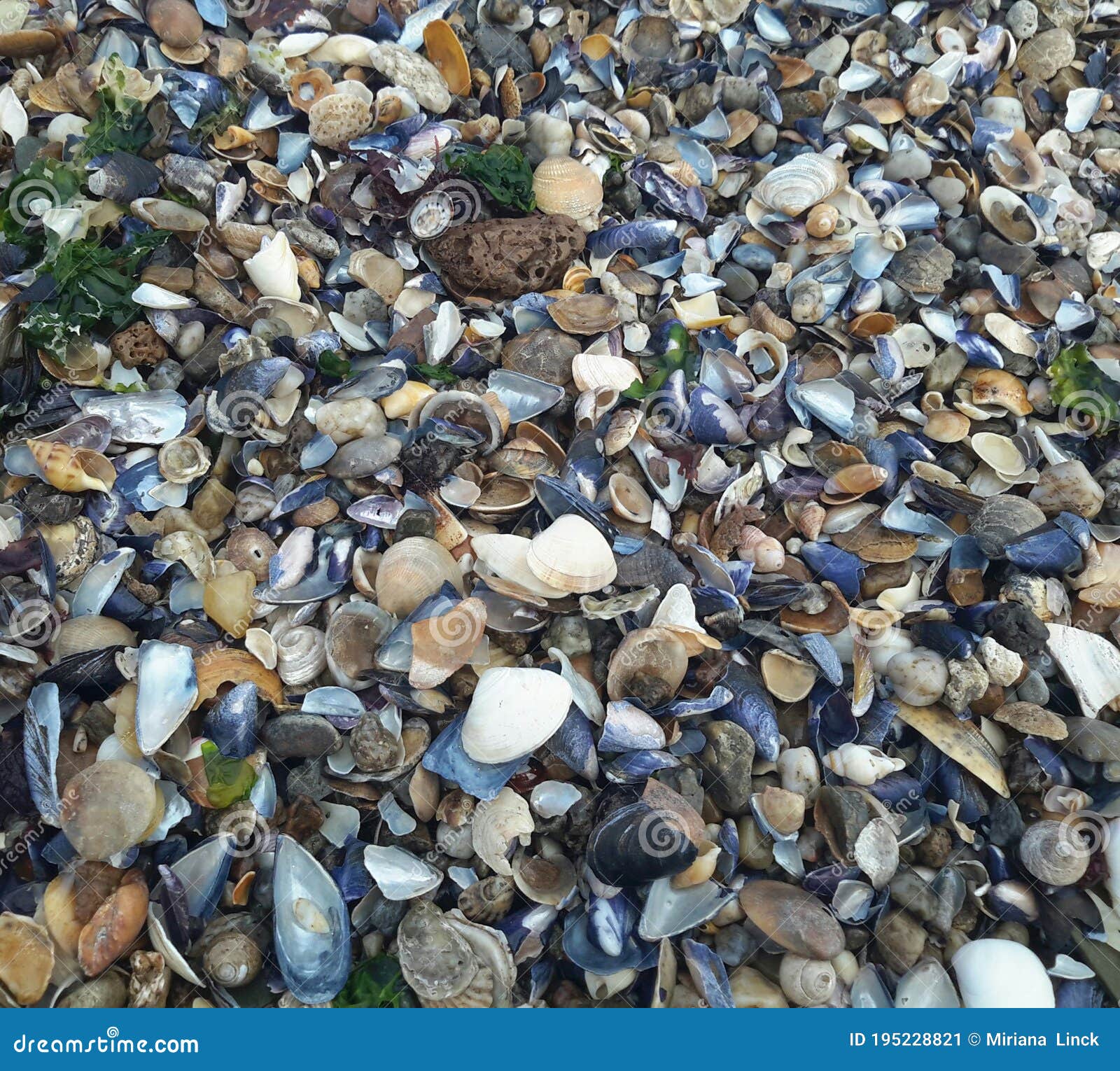 Texture of Shells of Various Species Stock Image - Image of environment ...