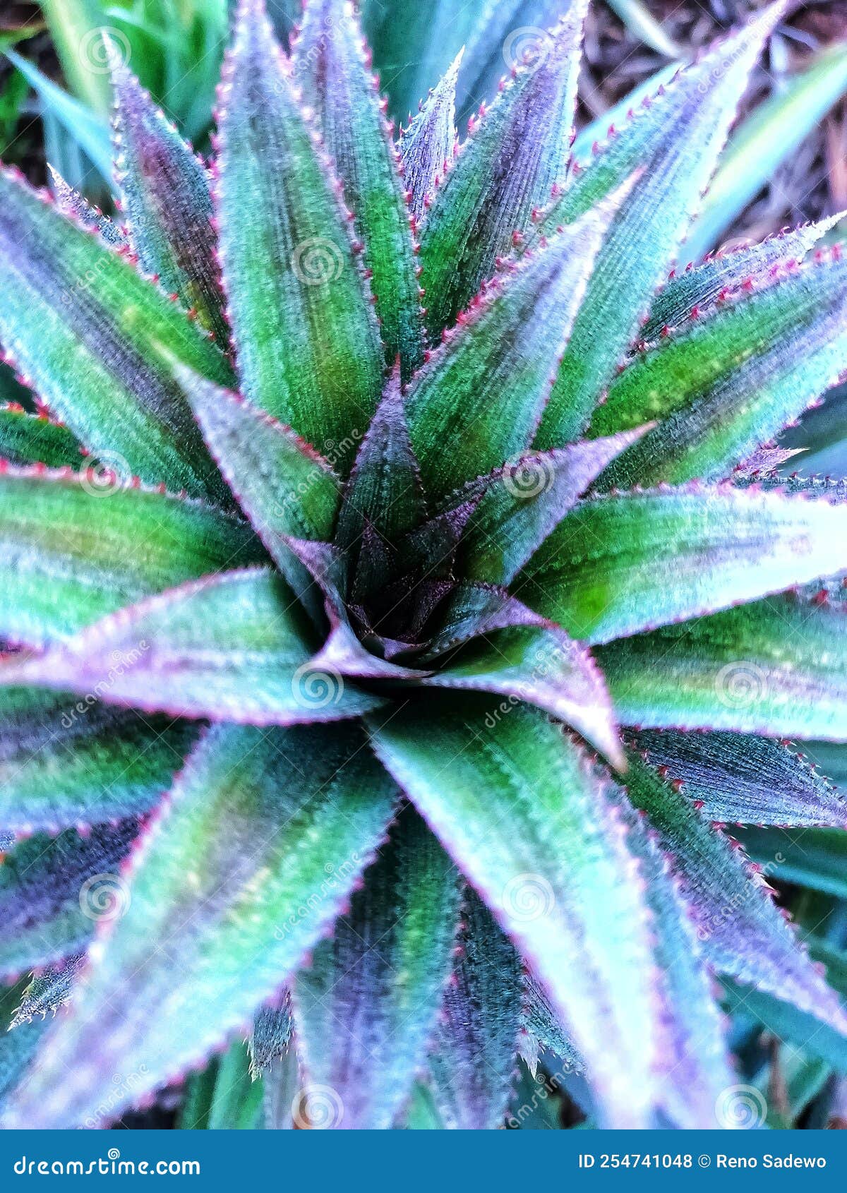 Pineapple shoot texture stock photo. Image of flora - 254741048