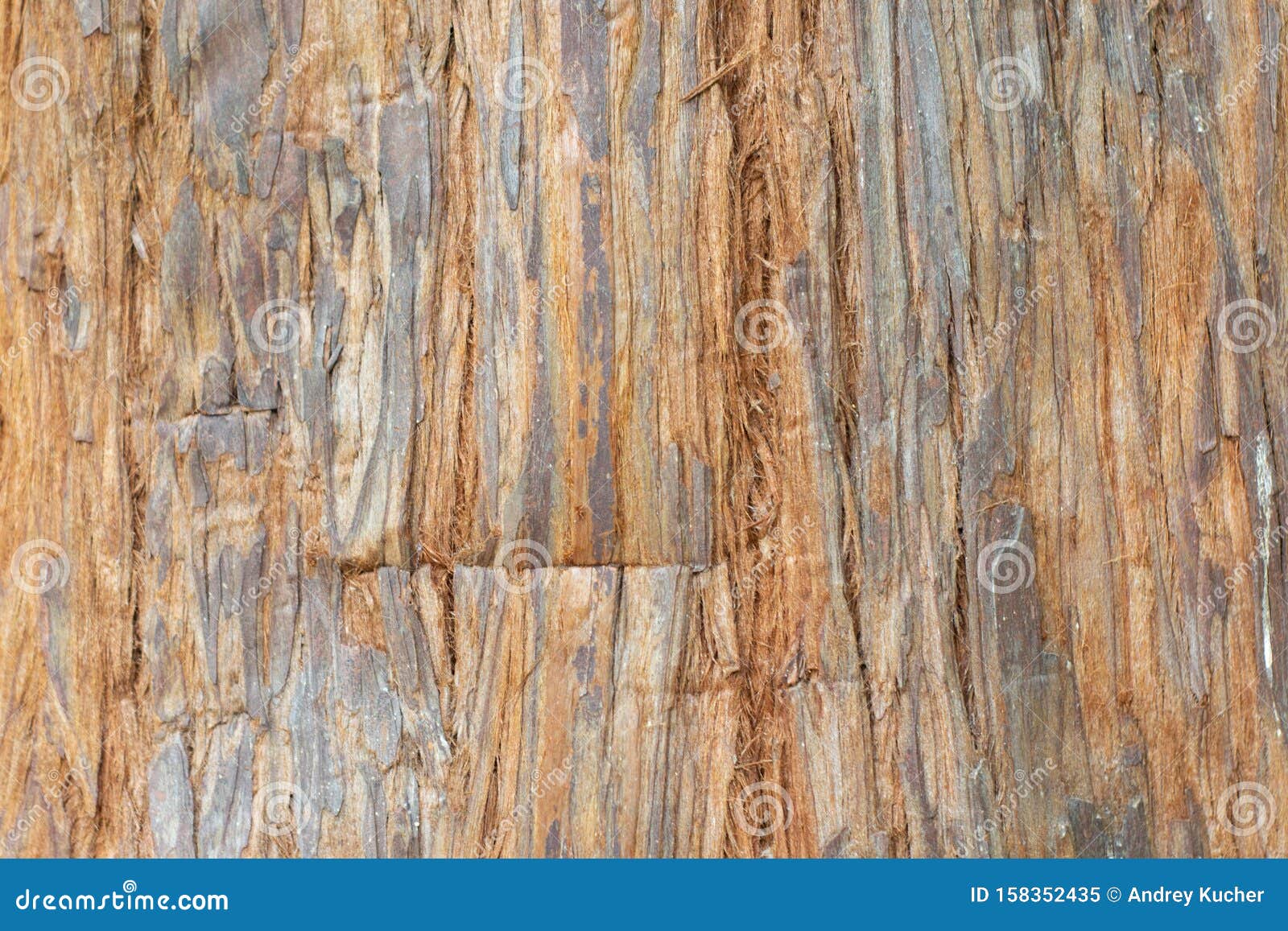 Texture Shot of Brown Tree Bark, Filling the Frame Stock Image - Image ...