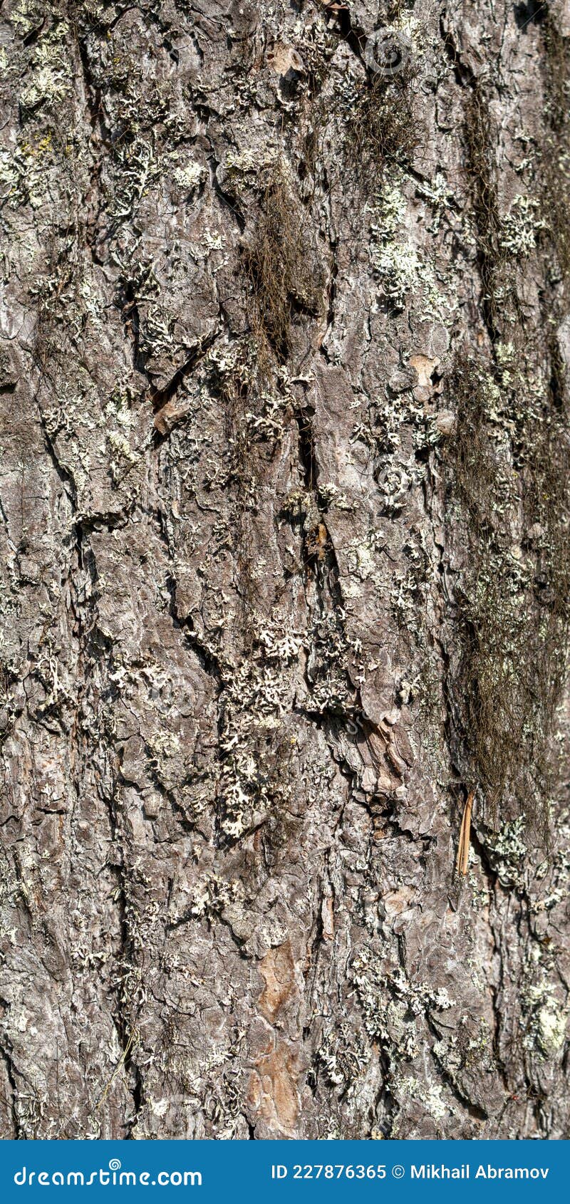 Texture Shot of Brown Tree Bark, Filling the Frame Stock Image - Image ...