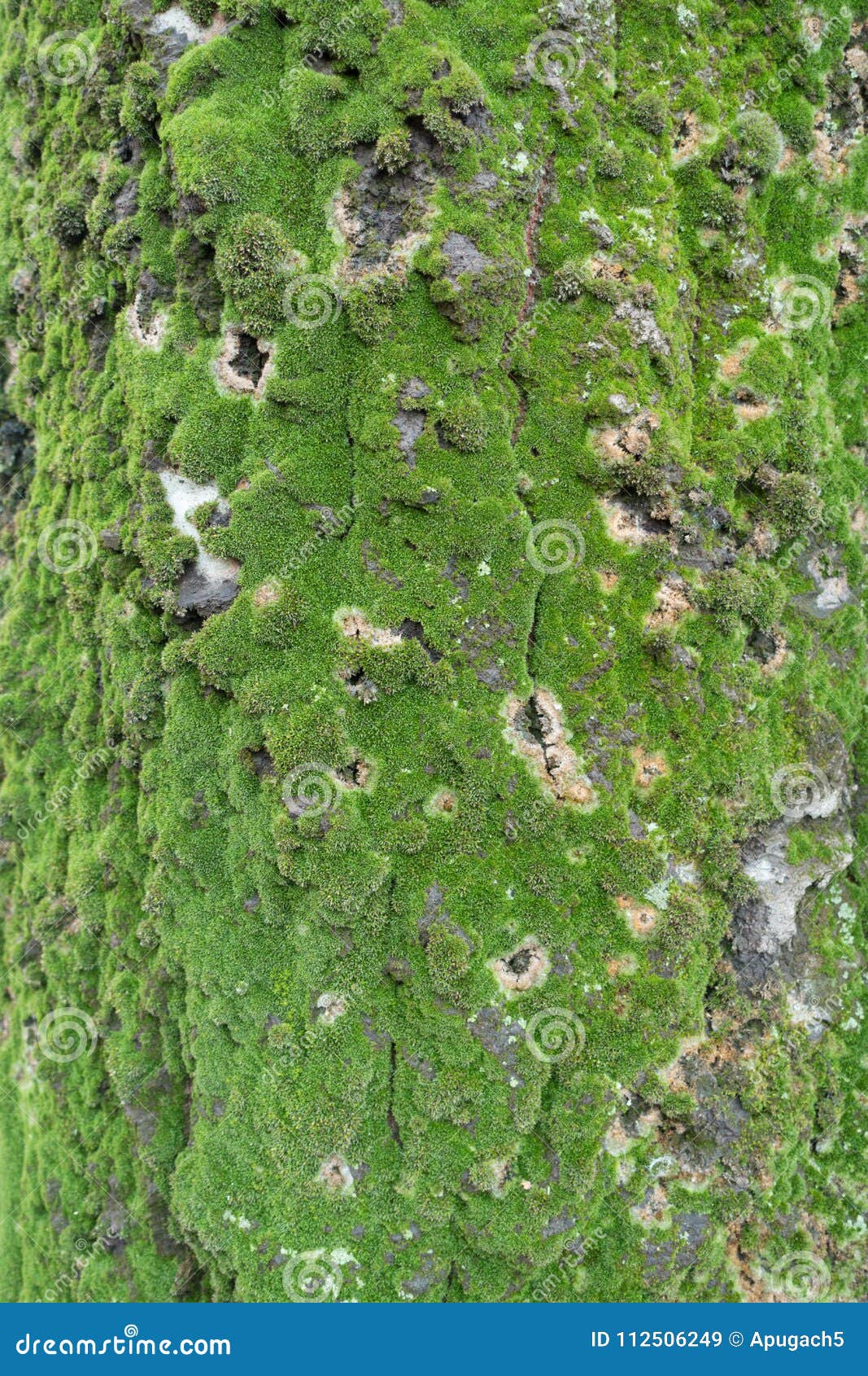 Texture of Silver Poplar Bark with Moss Stock Image - Image of forest ...