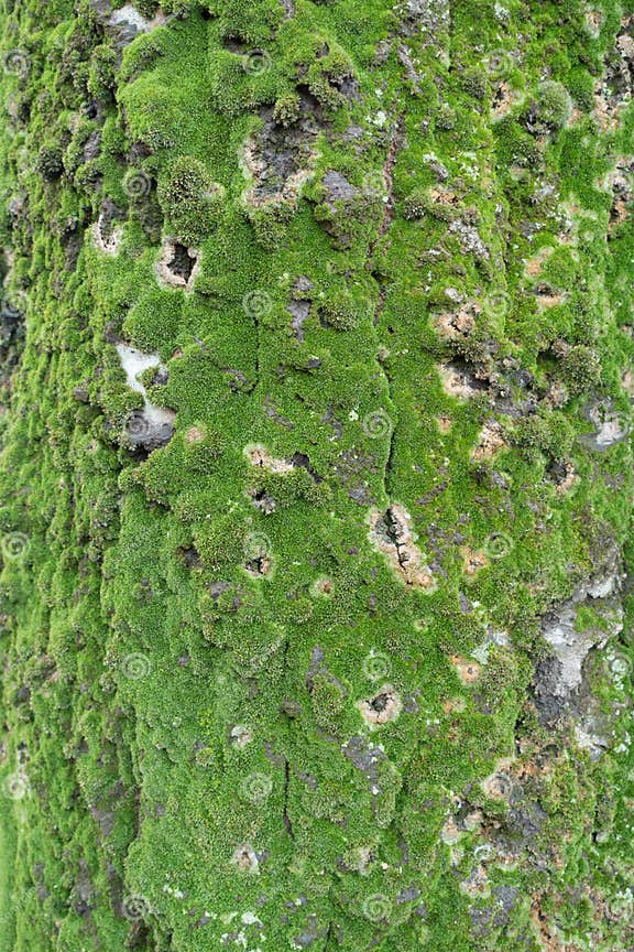 Texture of Silver Poplar Bark with Moss Stock Image - Image of forest ...