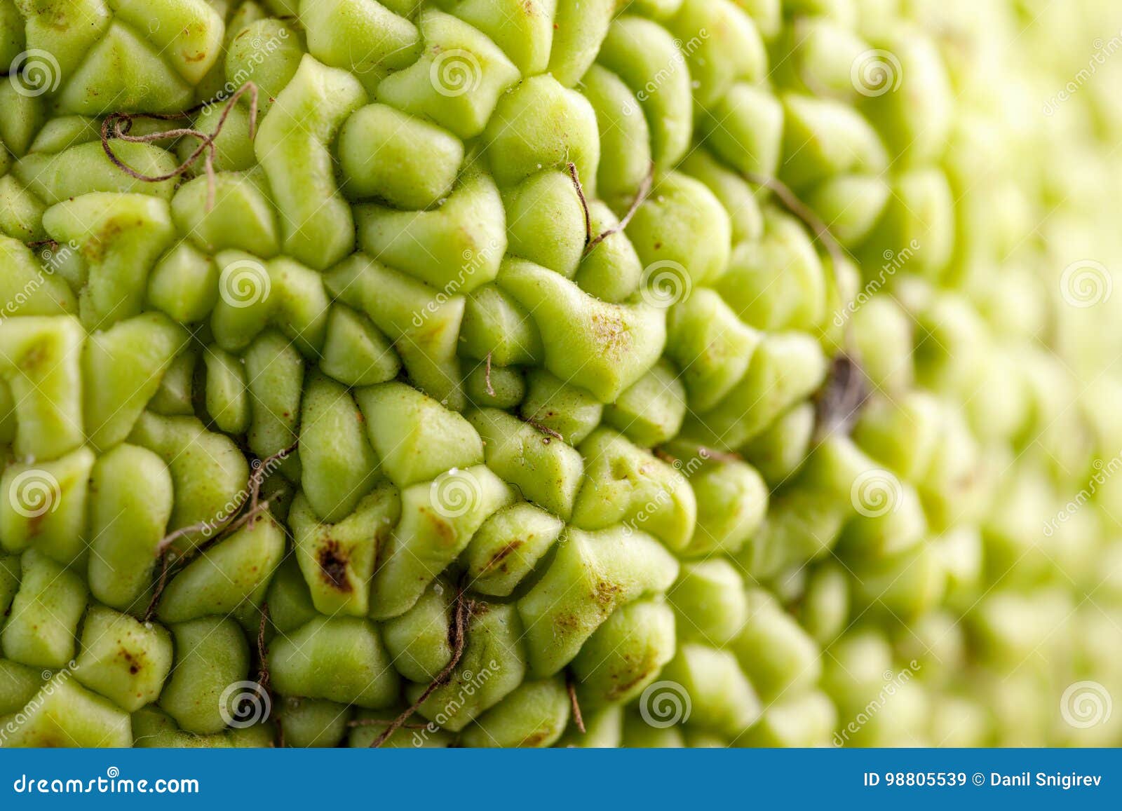 Texture of the Skin of the Adam`s Apple. Macro. Stock Image - Image of ...