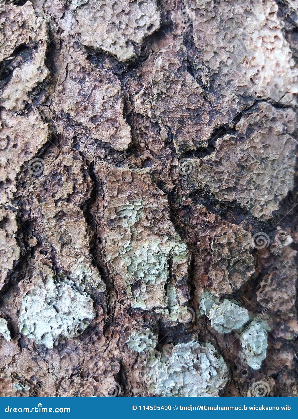 Texture stock photo. Image of background, writing, skin - 114595400