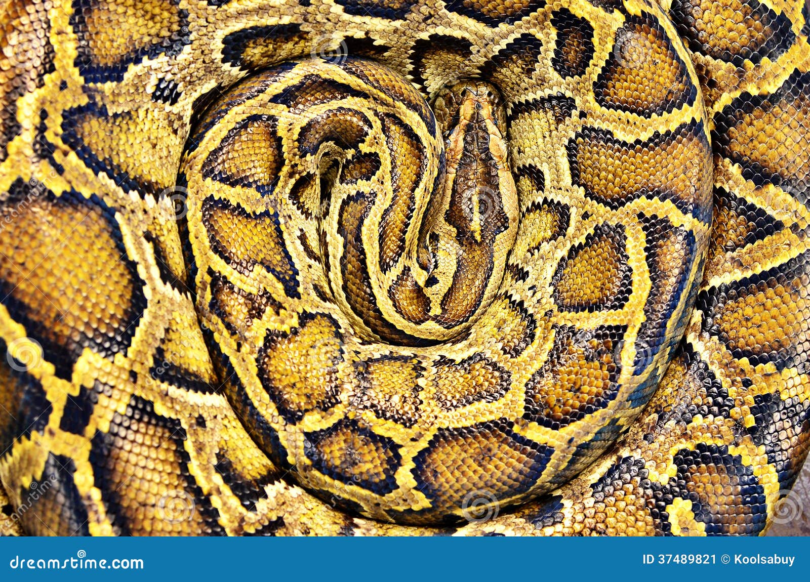 Texture skin of boa. stock image. Image of black, nature - 37489821