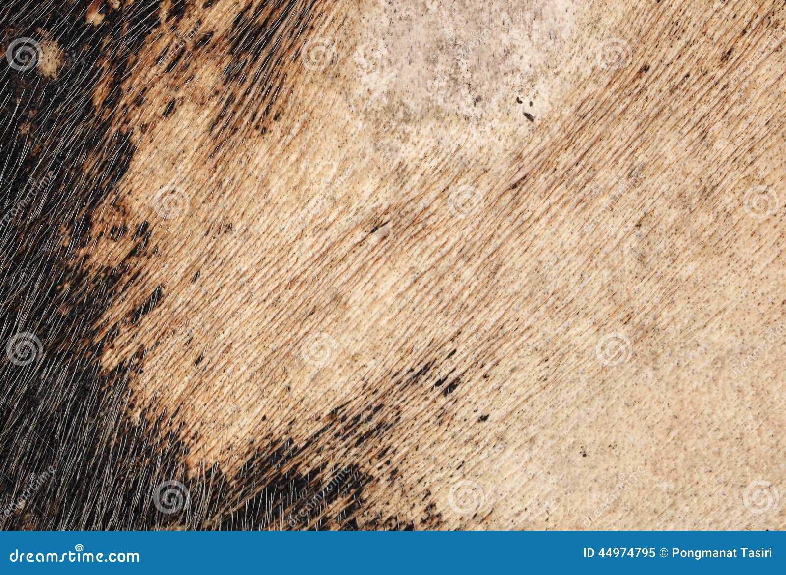 Texture skin cow stock image. Image of design, holstein - 44974795