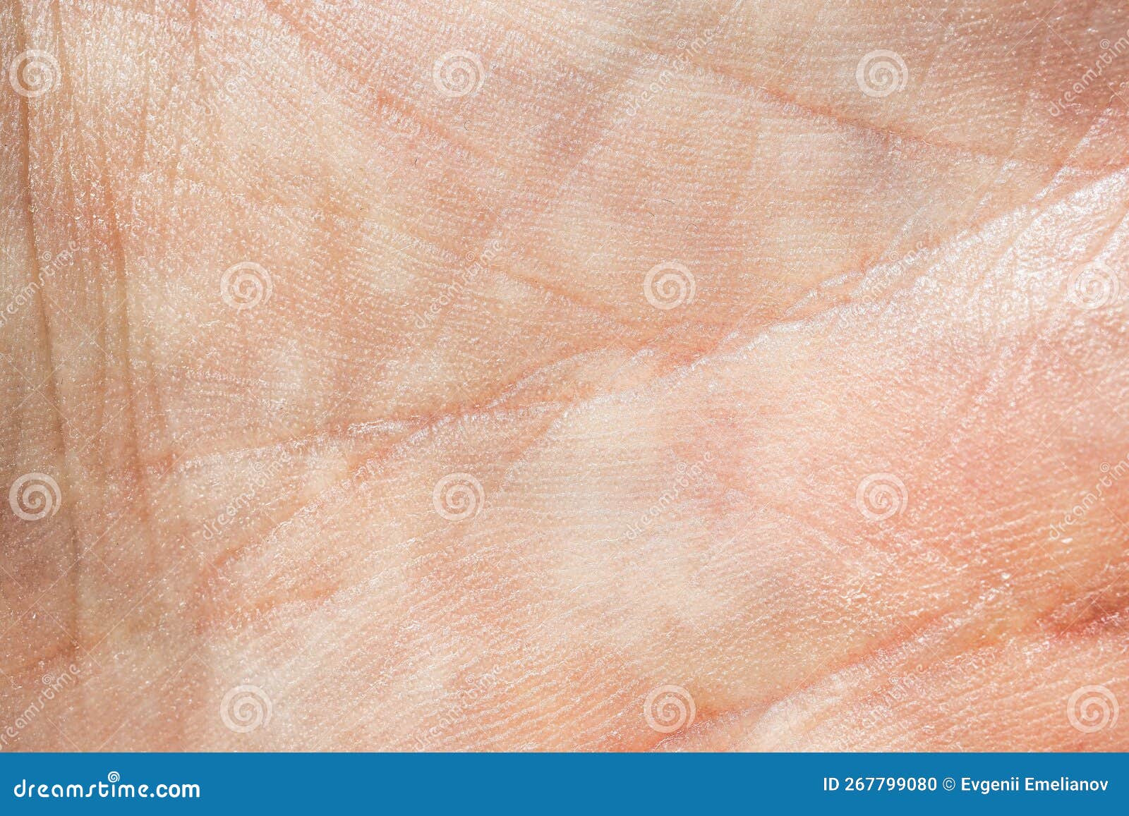 The Texture of the Skin of the Hand. Stock Photo - Image of macro ...