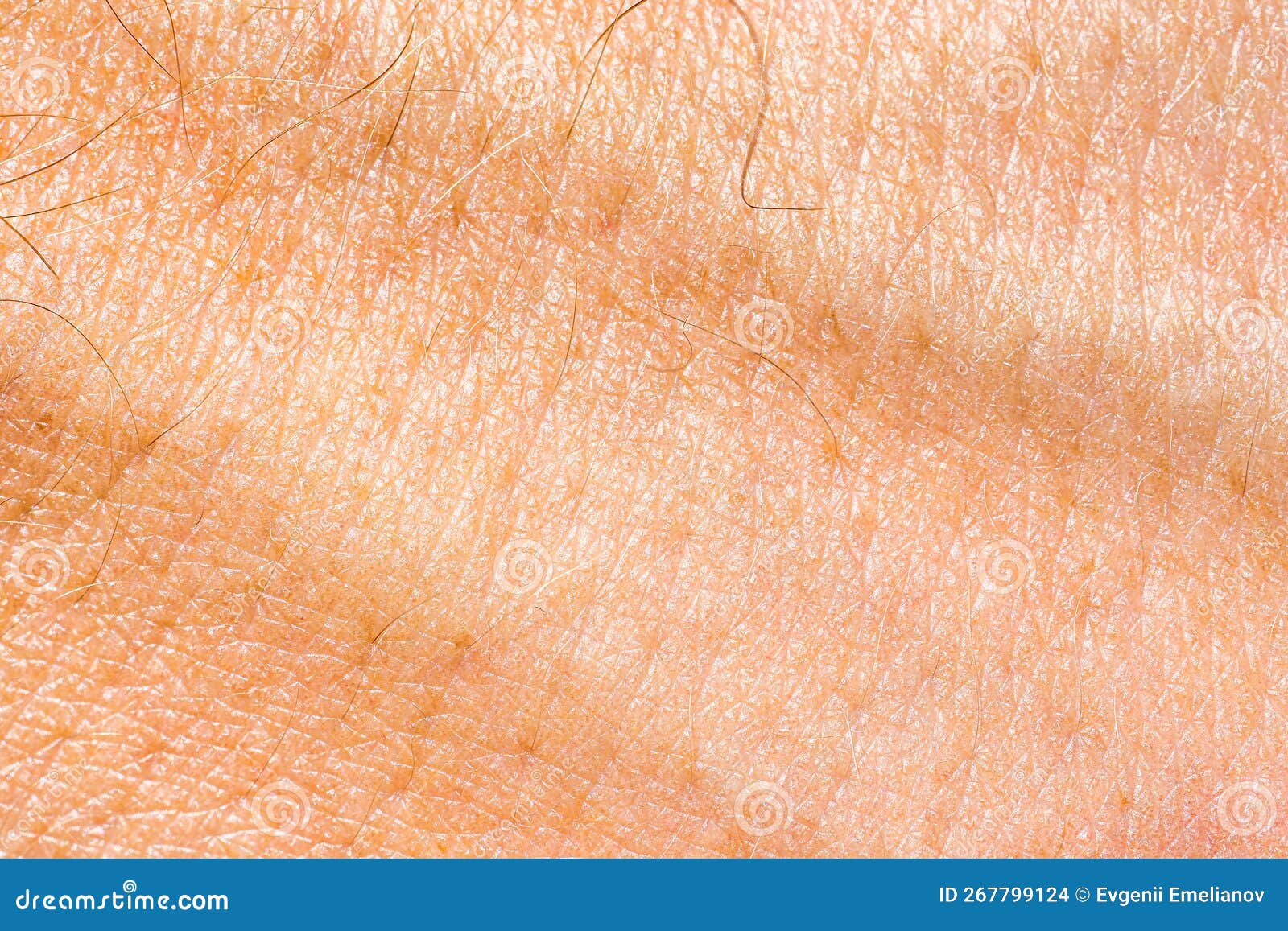 The Texture of the Skin of the Hand. Stock Photo - Image of caucasian ...