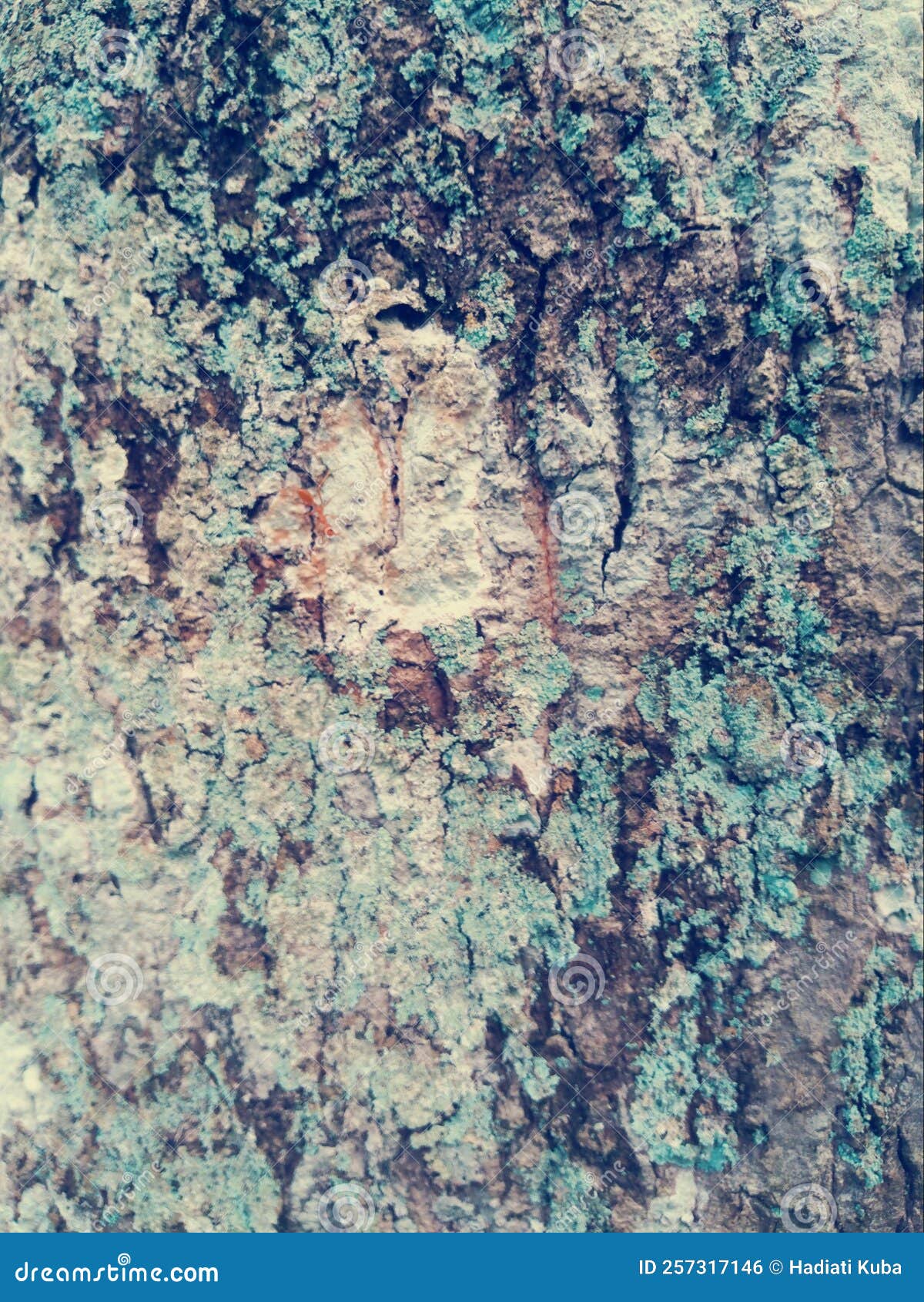 The Texture of the Skin of a Mango Tree. Stock Photo - Image of ...