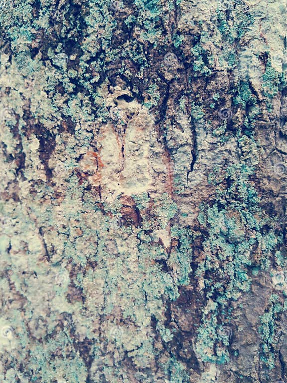 The Texture of the Skin of a Mango Tree. Stock Photo - Image of ...