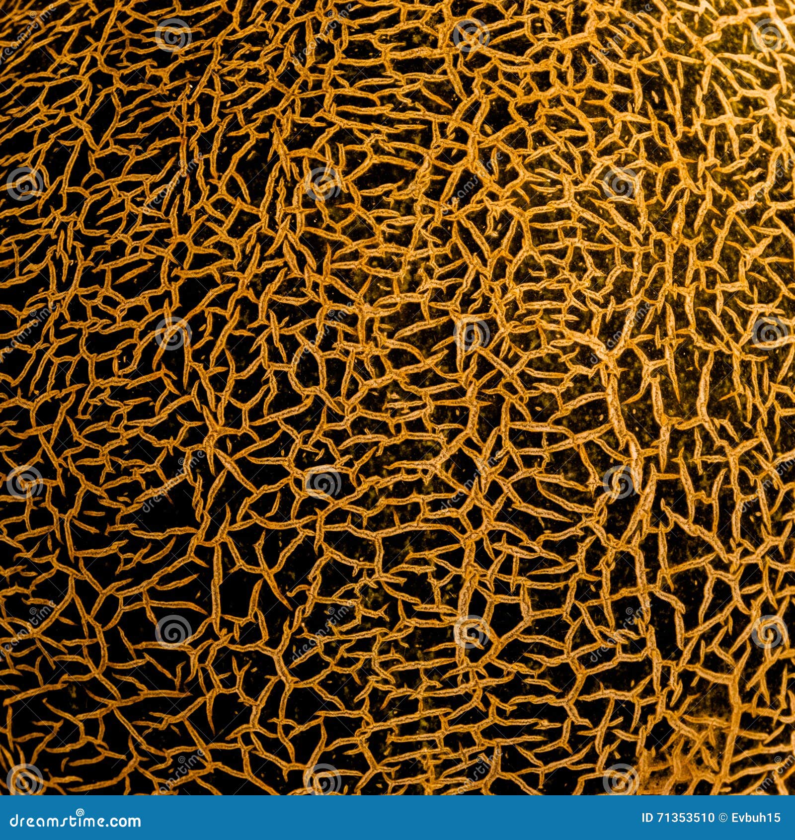 Texture of skin of melon. stock photo. Image of yellow - 71353510