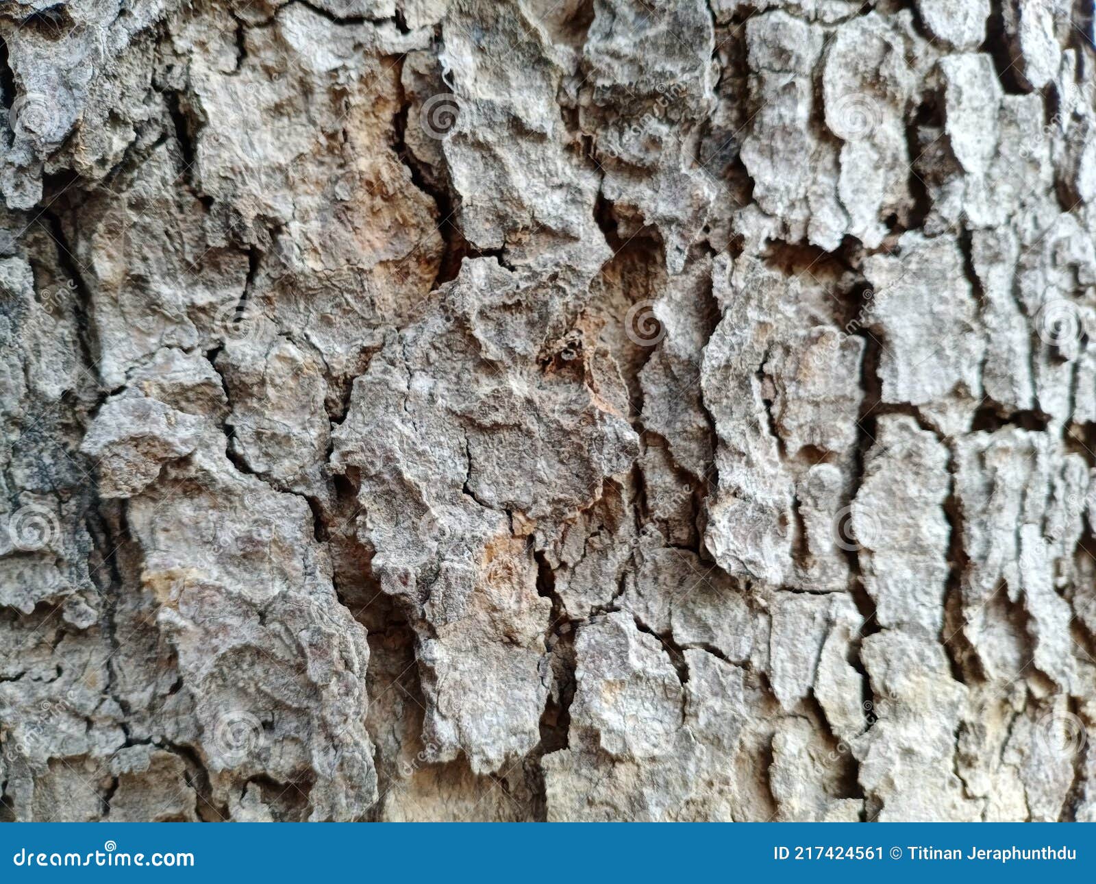 Texture Skin Tree for Background Stock Image - Image of trunk ...