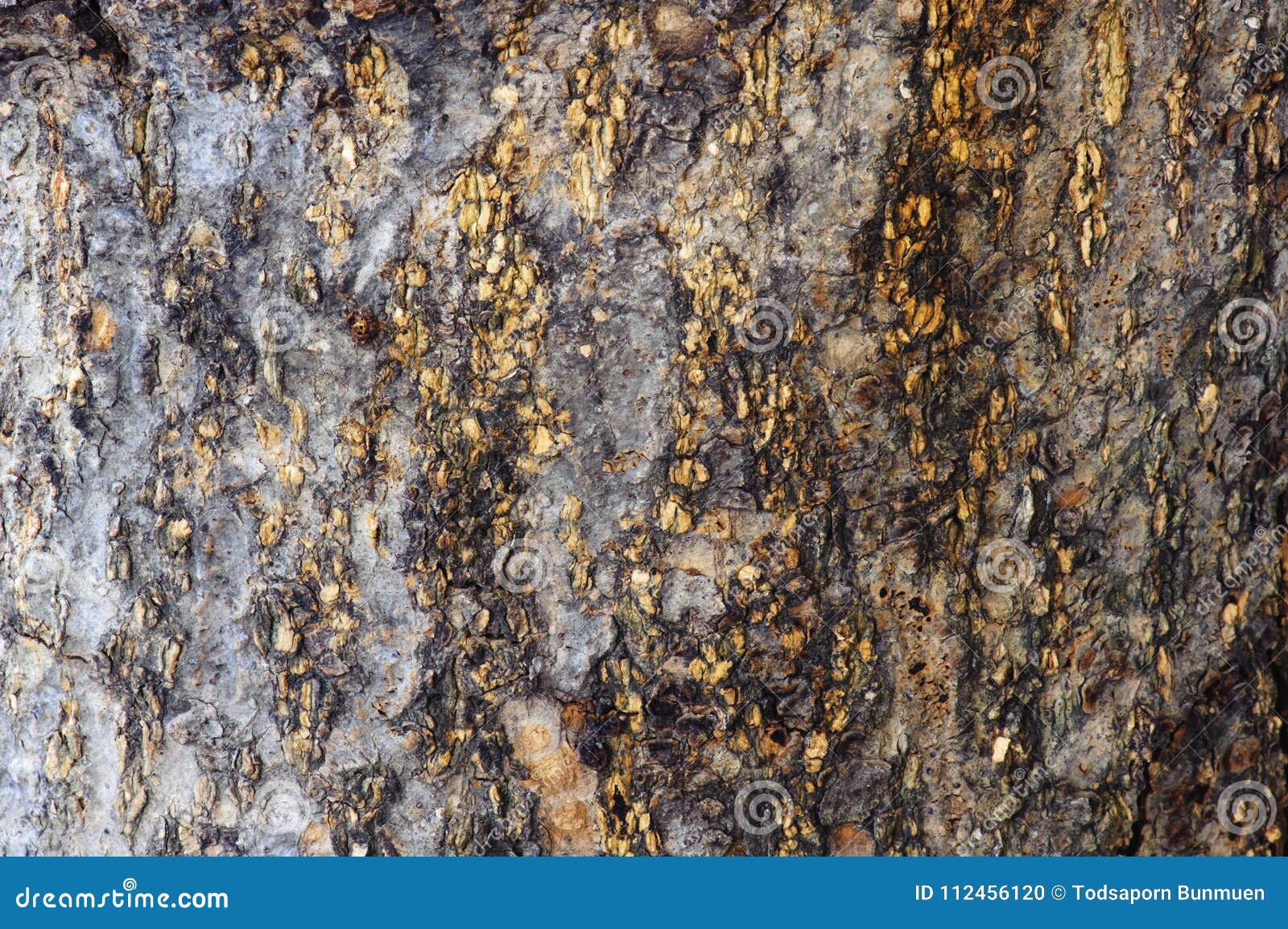 Texture skin of the tree stock photo. Image of trunk - 112456120