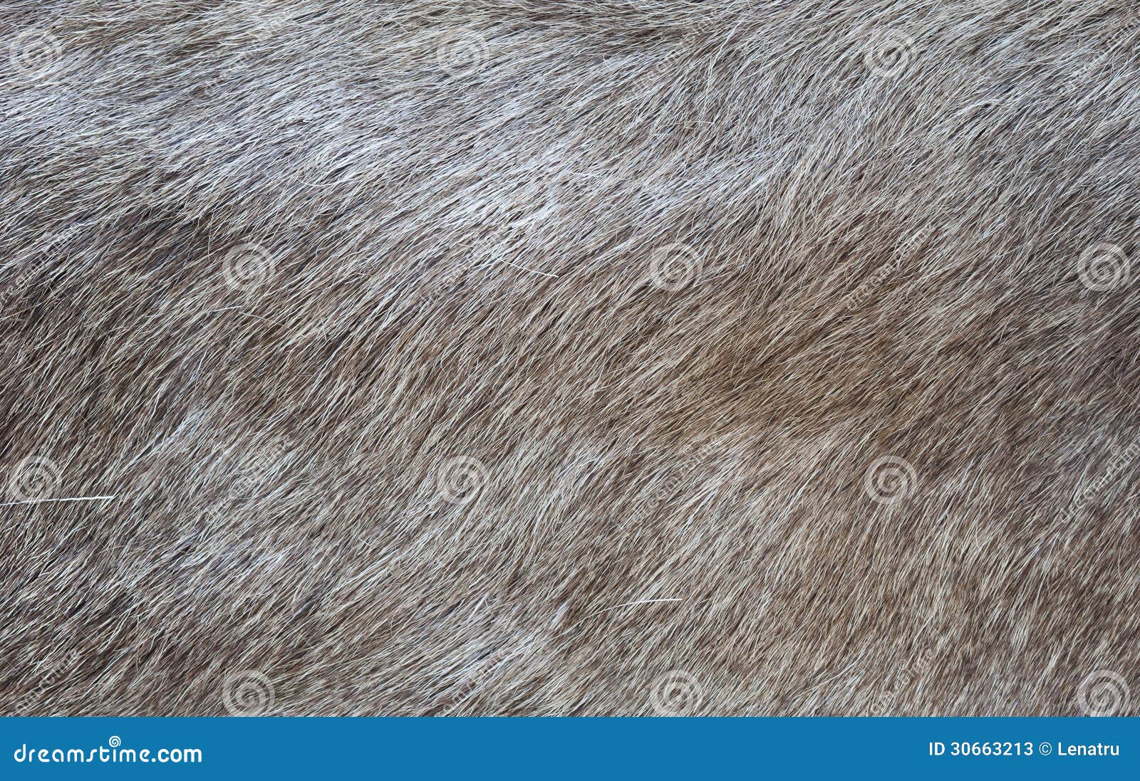 Texture of a Skin of a Wild Boar Stock Image - Image of texture, boar ...