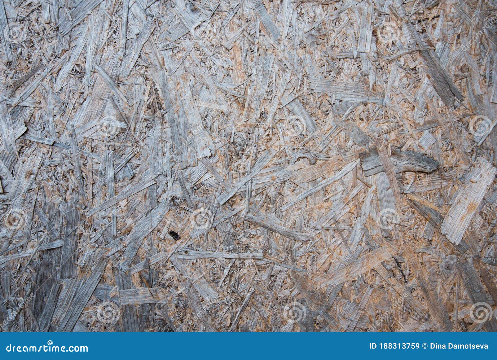 The Texture of the Slab of Wood. Background, Tree Ecology. Natural ...