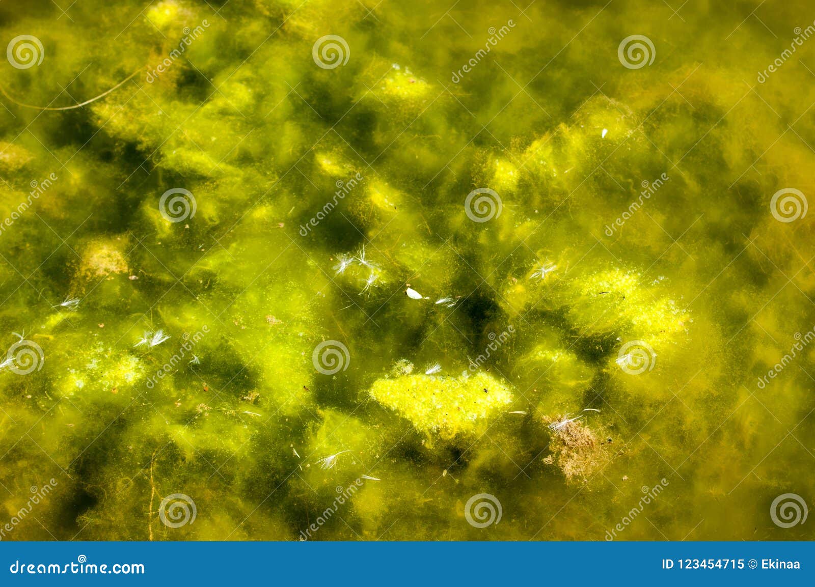 Texture slime stock image. Image of ecology, algae, dirty - 123454715