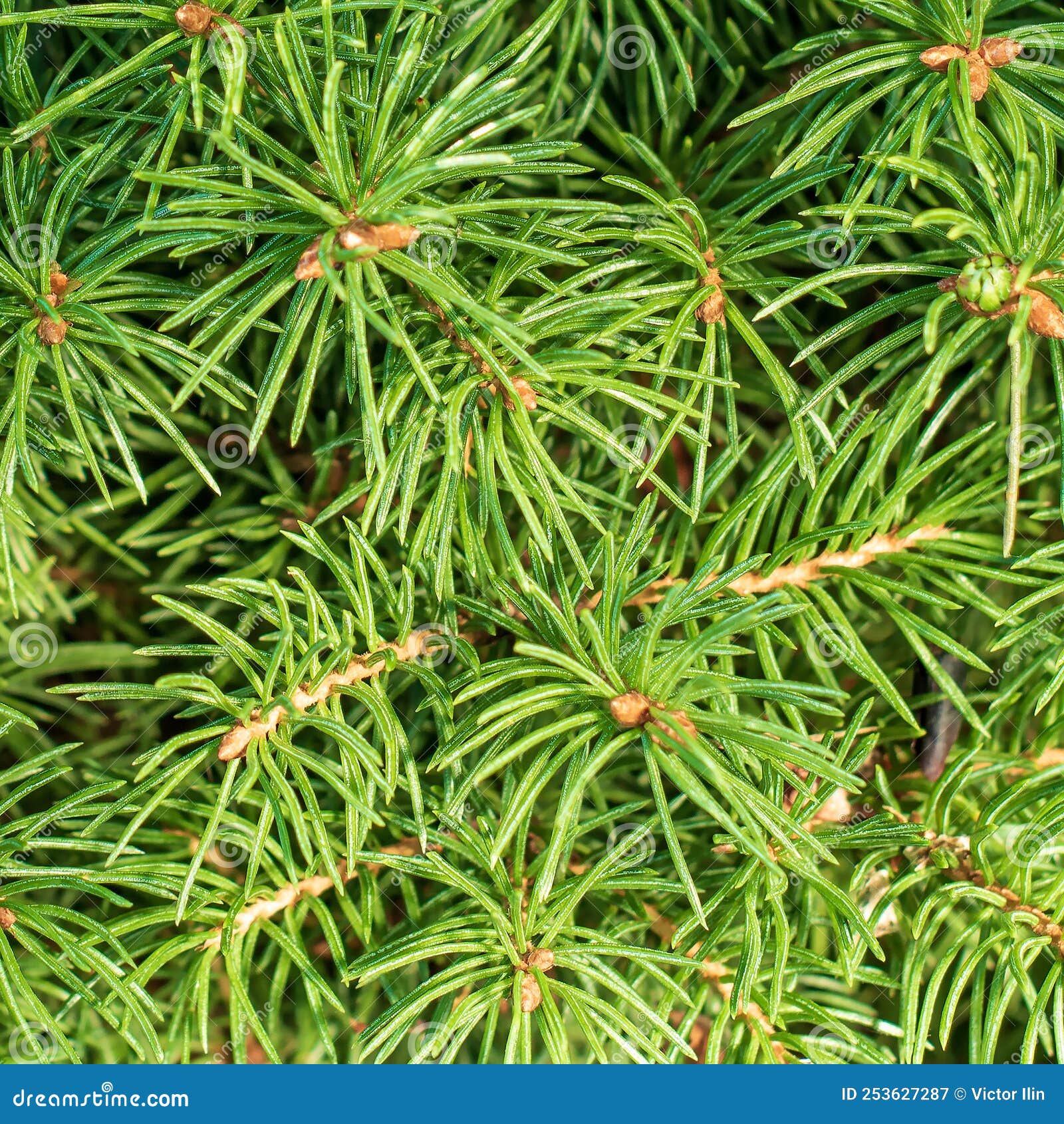Texture of Small Branches of Decorative Garden Spruce Stock Image ...
