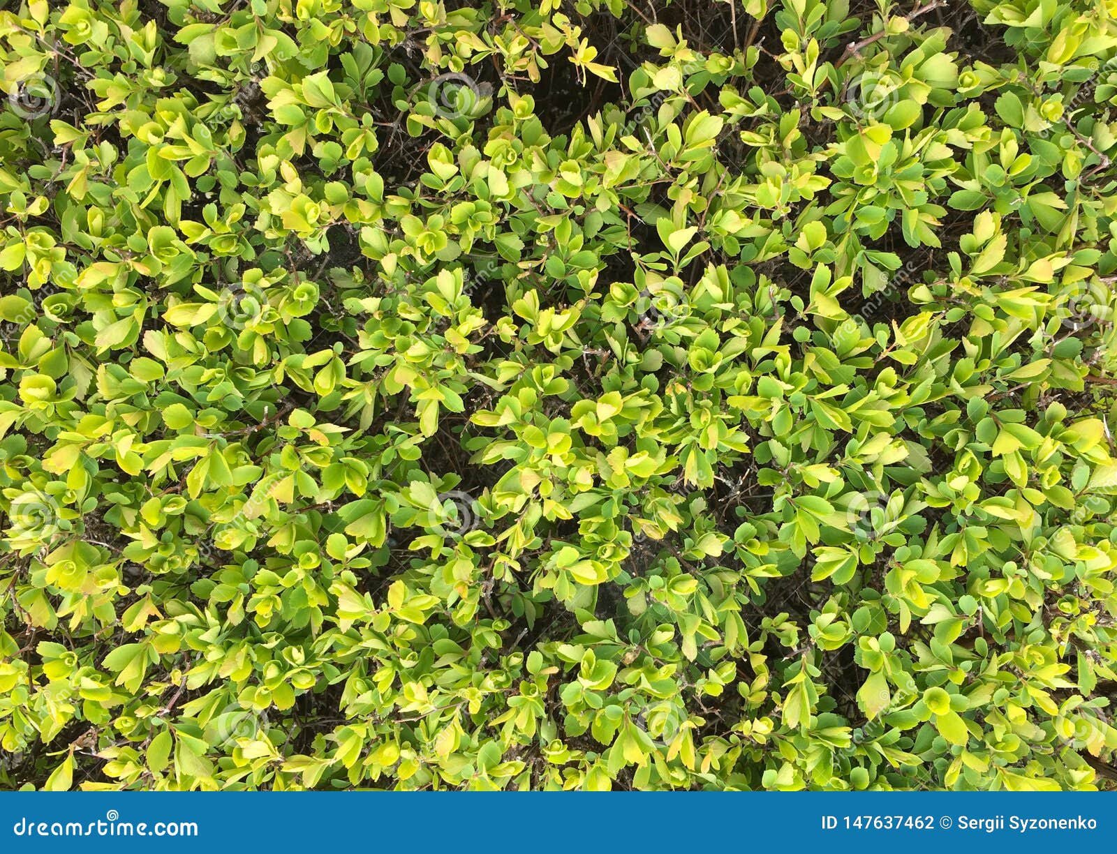 Texture of Small Dense Leaves of Fresh Green Shrubs in a Continuous ...