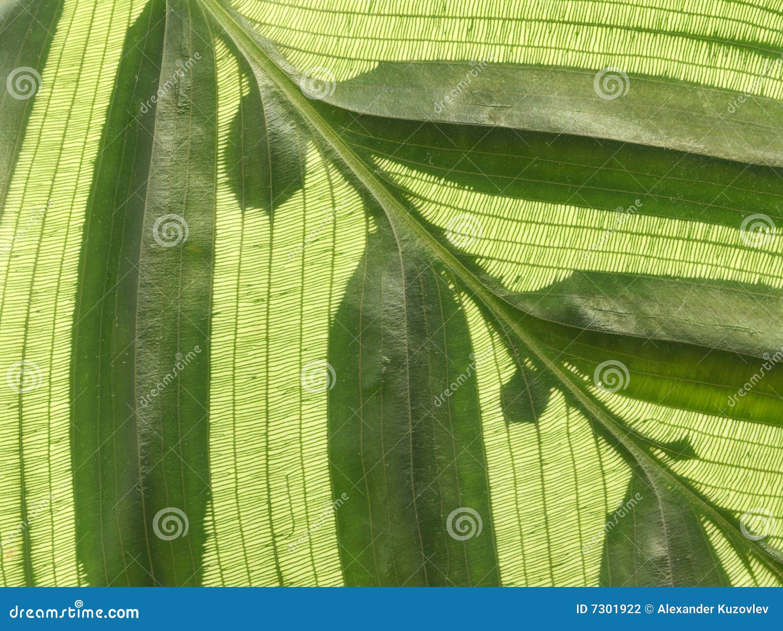 Texture of small leaf stock photo. Image of macro, pattern - 7301922
