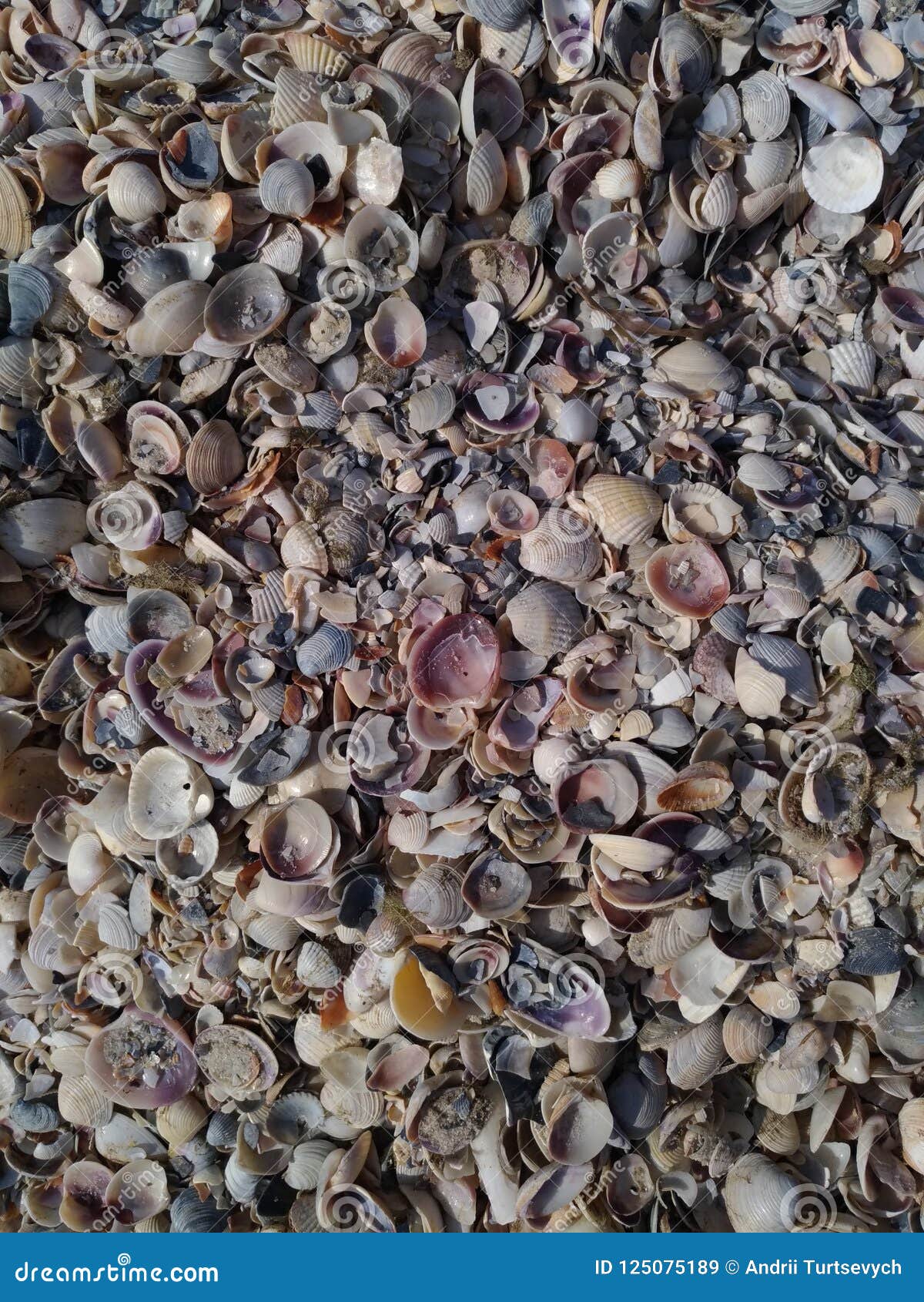 Texture of Small Shells Covering the Beach Stock Image - Image of ...