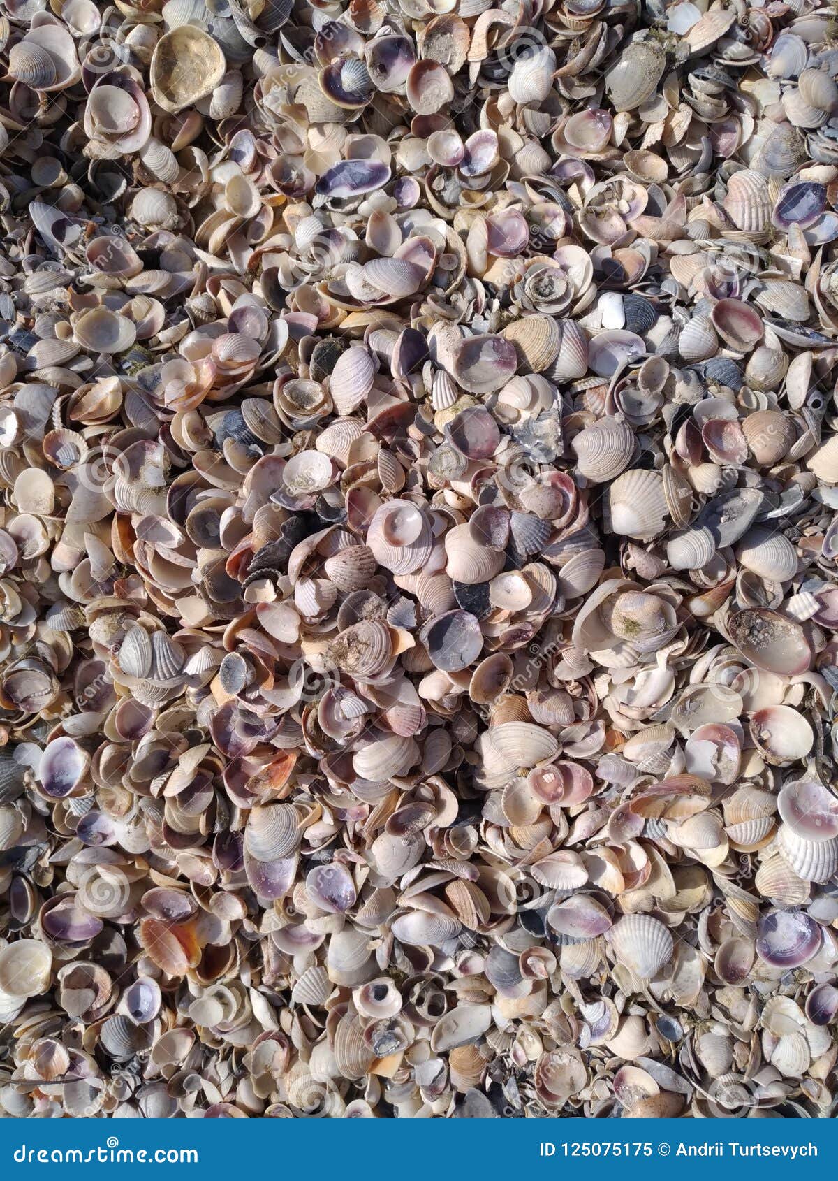 Texture of Small Shells Covering the Beach Stock Image - Image of food ...