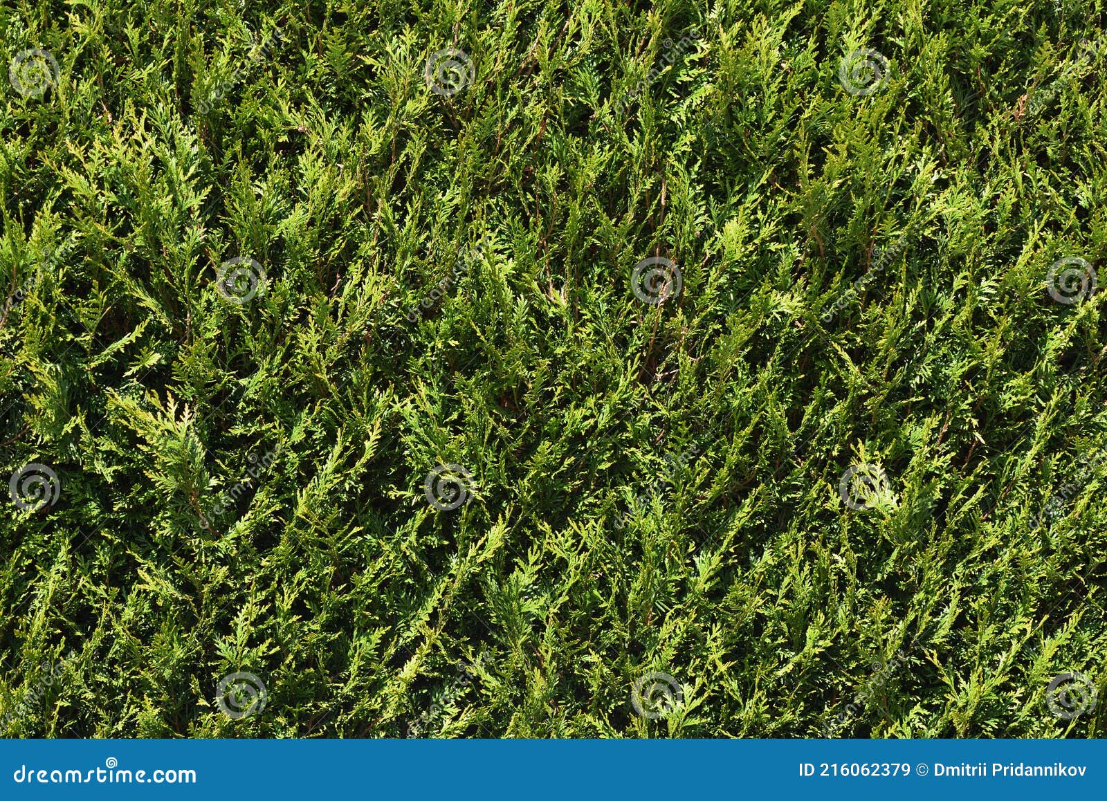 The Texture Of The Shrub Physocarpus Stock Image | CartoonDealer.com ...