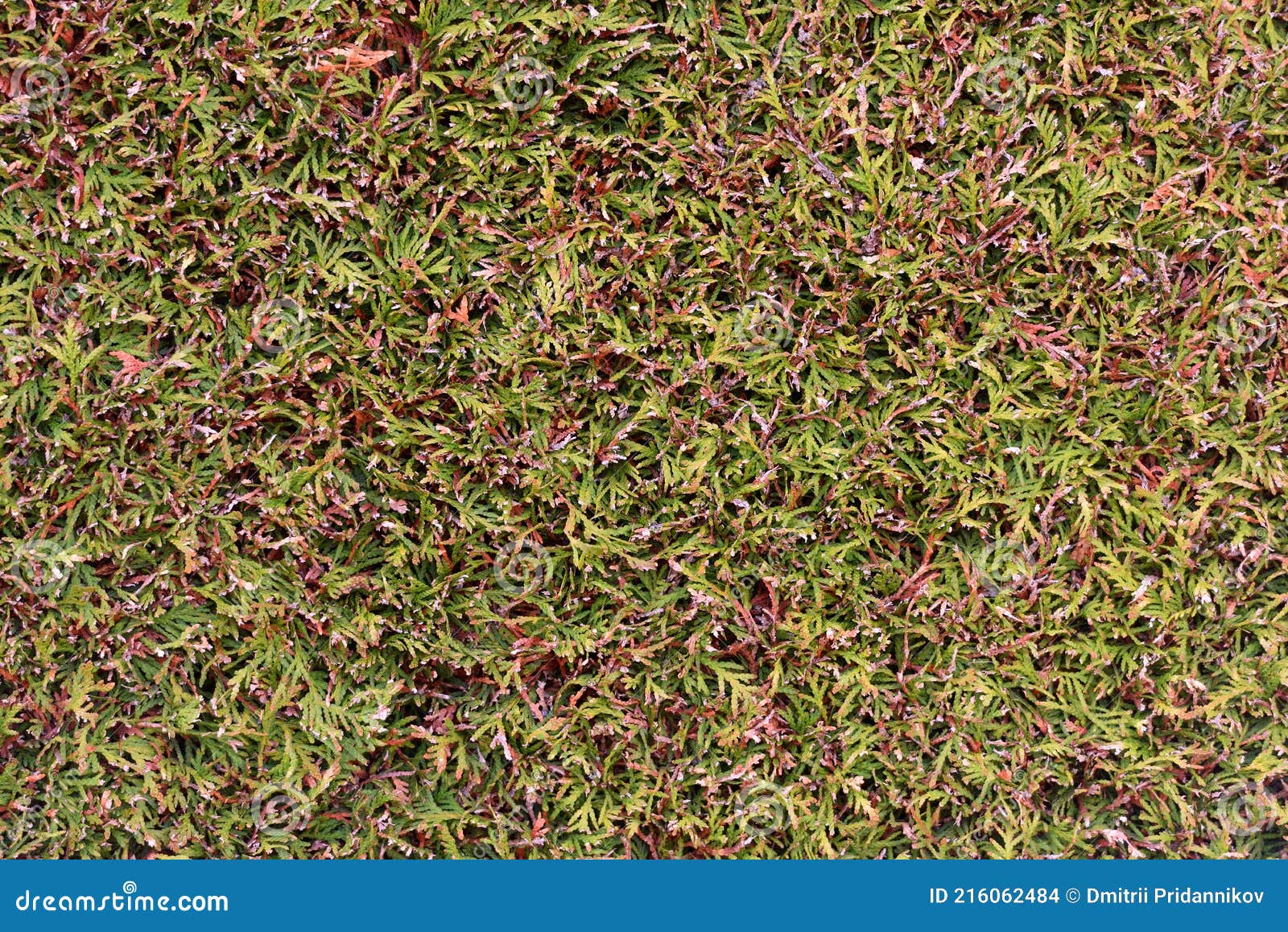 Texture Of A Shrub Hedging Stock Image | CartoonDealer.com #147514855