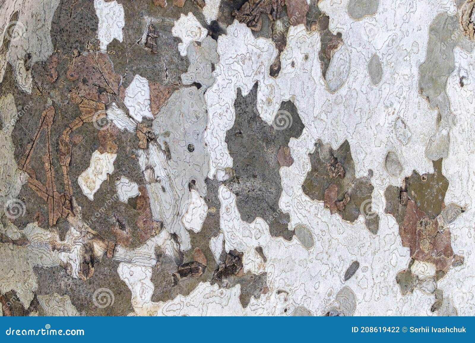 Texture of Smooth Tree Bark. Stock Photo - Image of trunk, line: 208619422