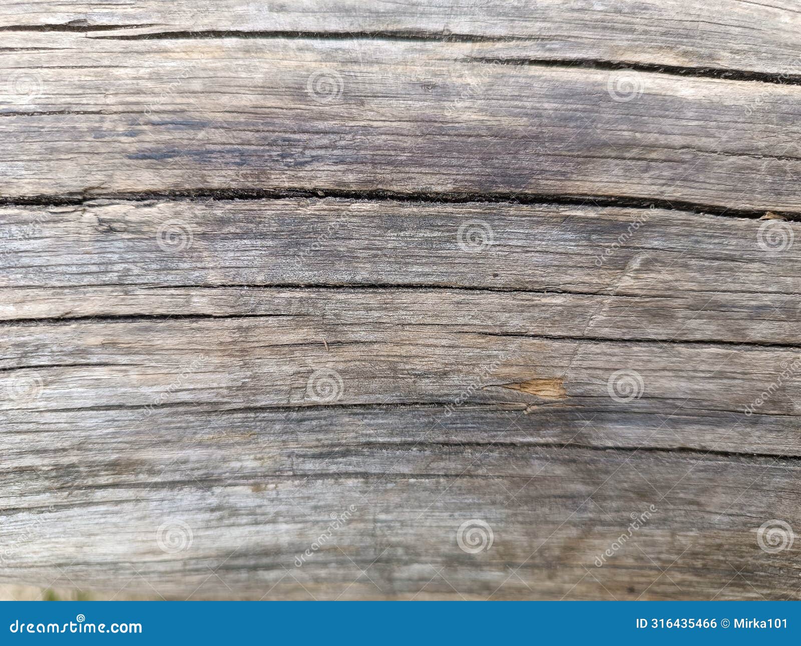 Texture of Smooth Tree Bark. Thin Wavy Veins Stock Photo - Image of ...