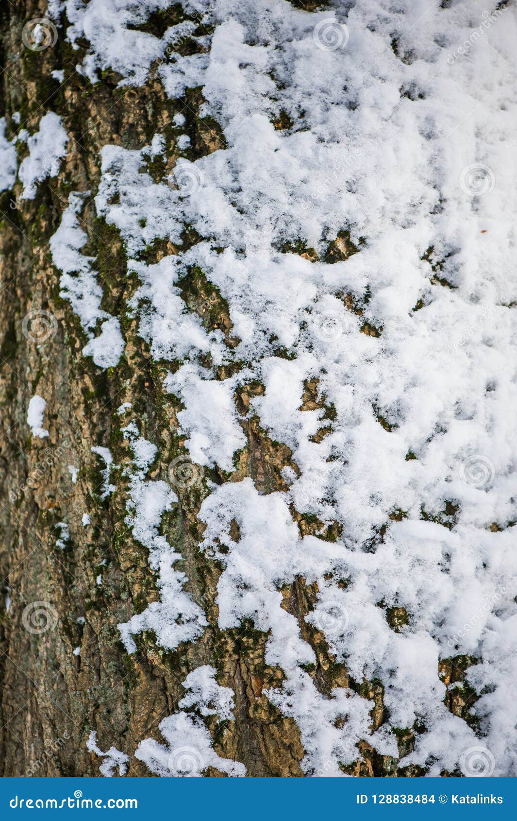 Texture of Snow on Bark of a Tree Trunk Stock Photo - Image of pure ...