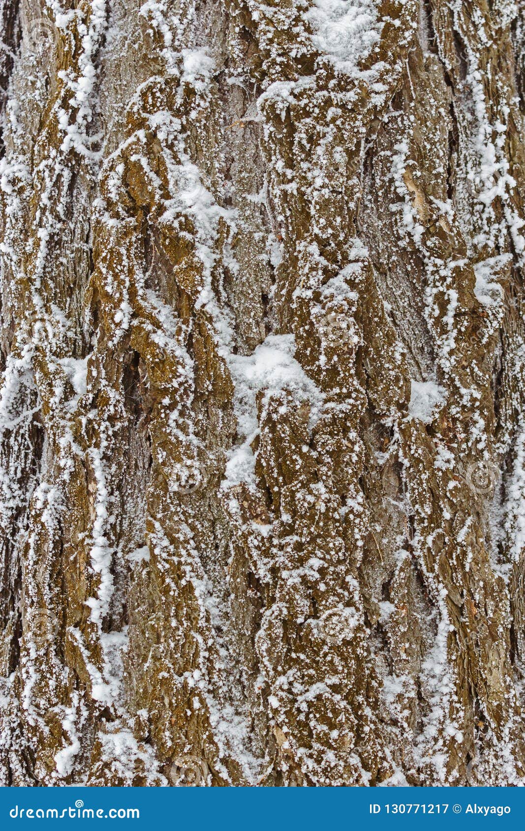Texture of Snow Covered Pine Tree Bark Stock Image - Image of nature ...