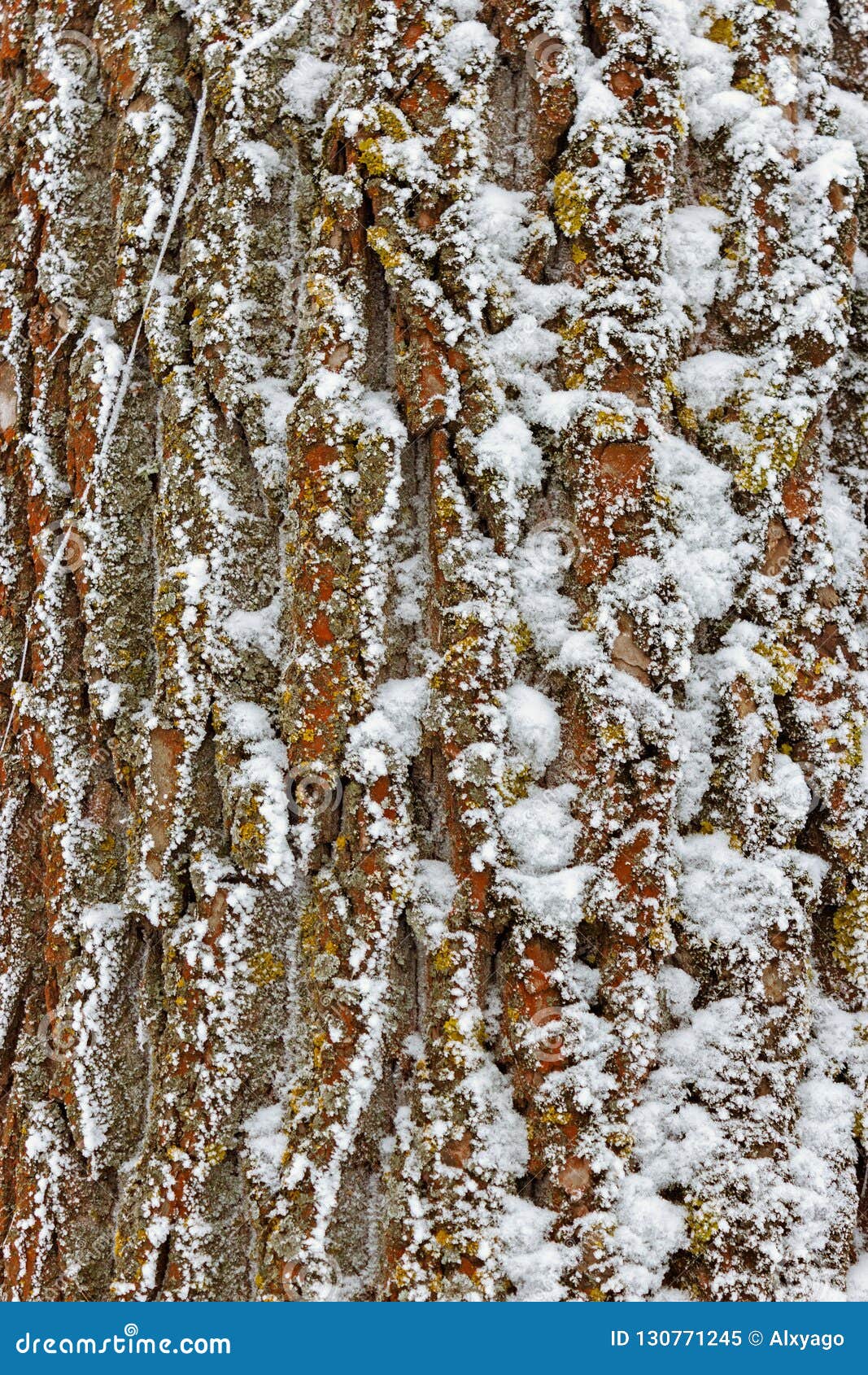 Texture of Snow Covered Pine Tree Bark Stock Image - Image of natural ...