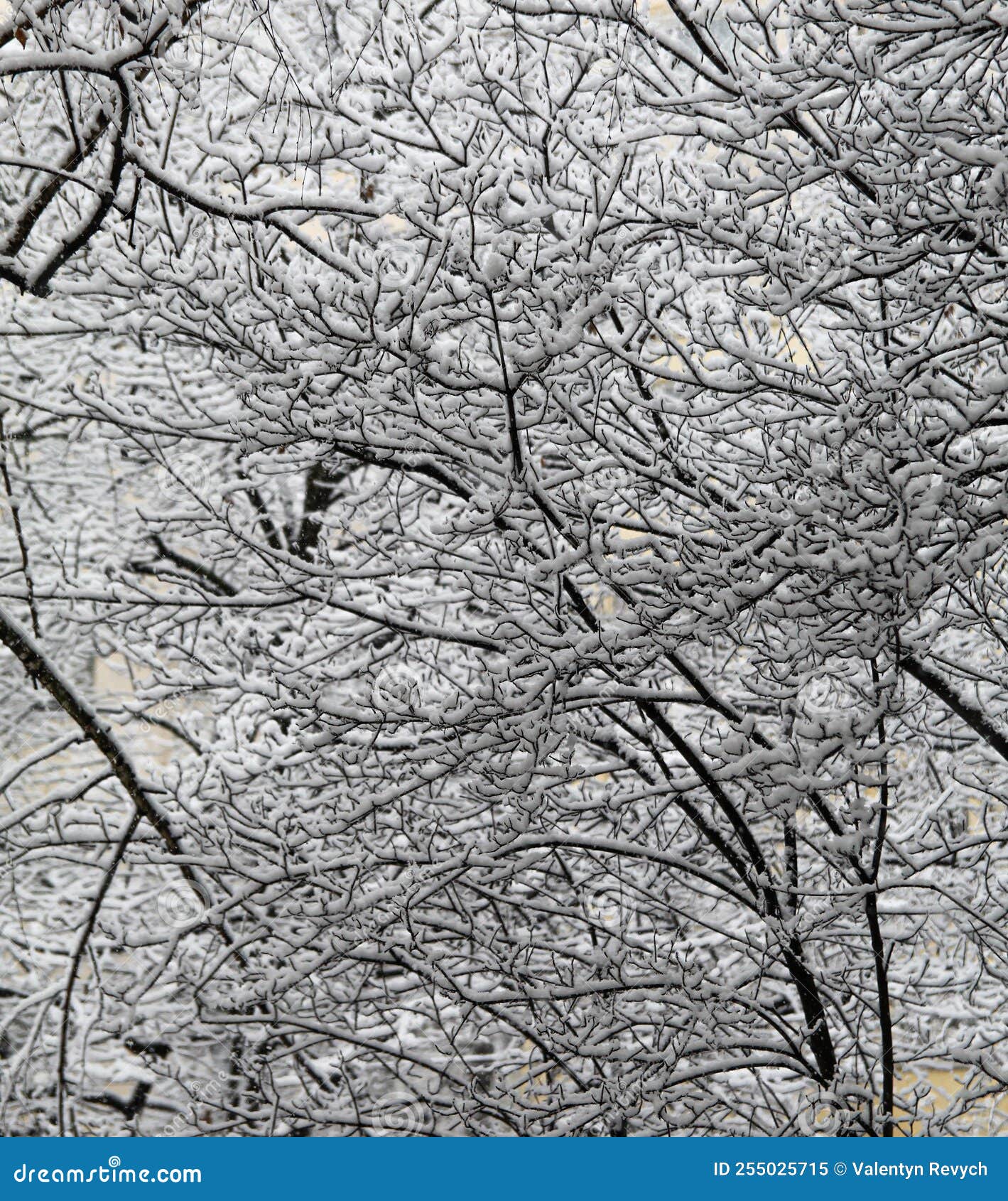 Texture of Snow on the Trees Stock Image - Image of sketch, leaf: 255025715