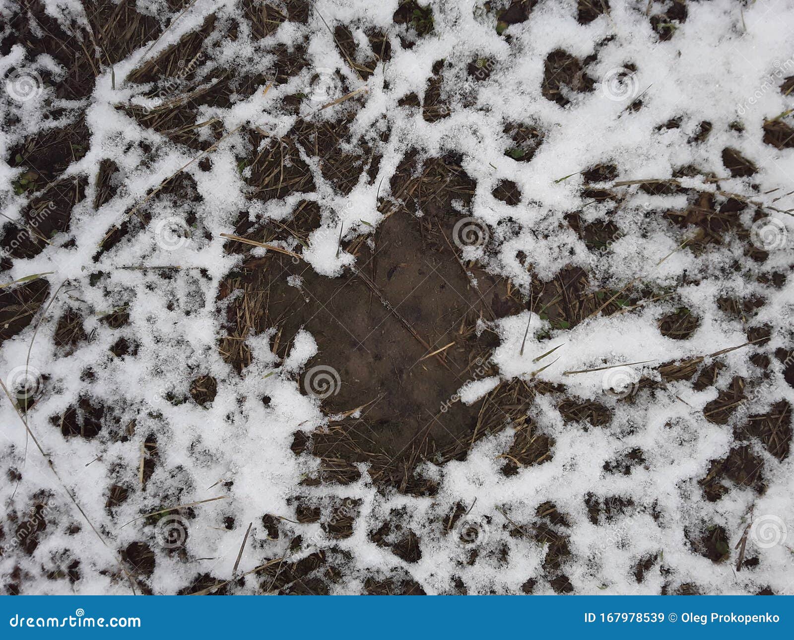 Texture of Snowy Grass and Ground Frost the First Snow Stock Image ...