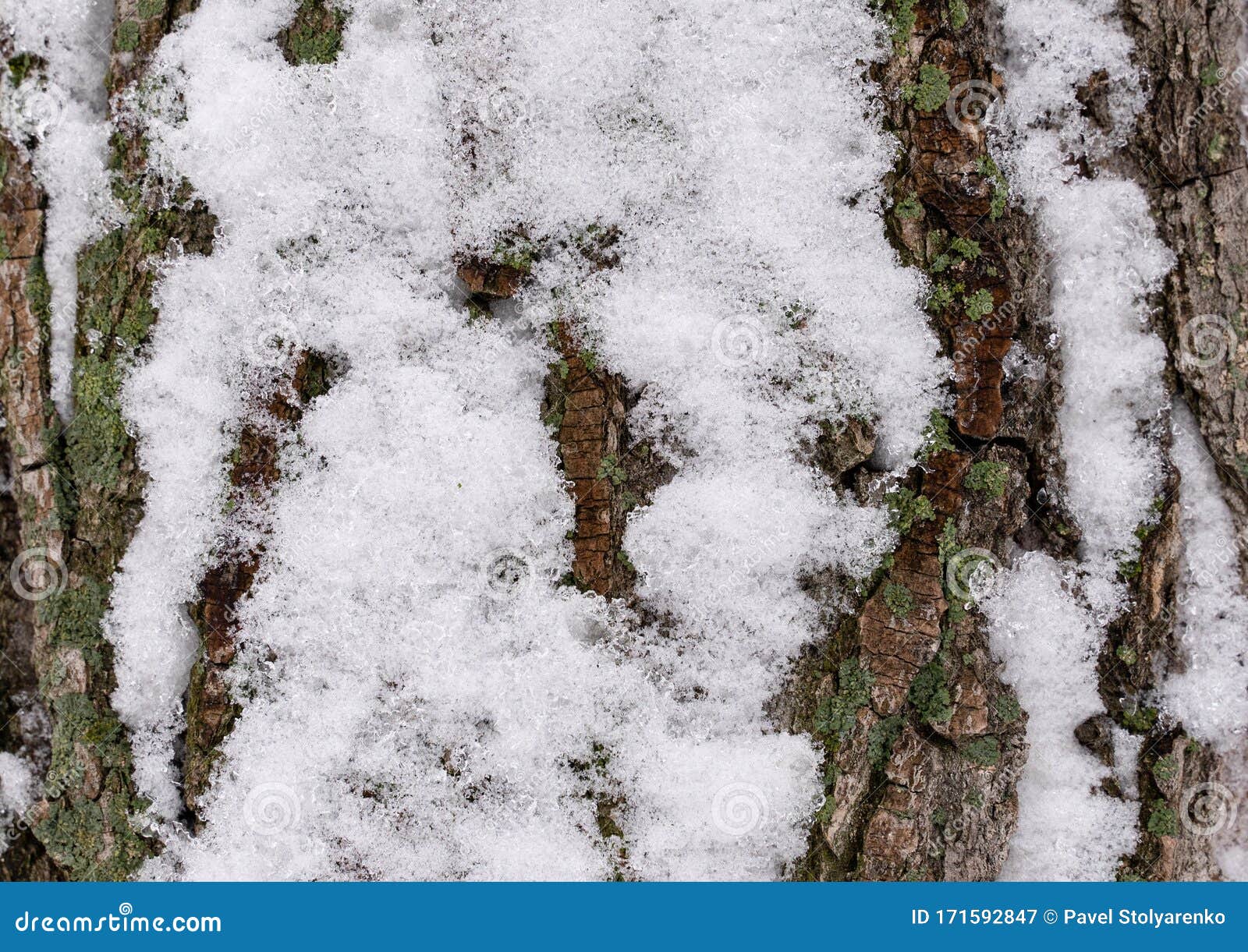 Texture of a Snowy Tree Trunk Stock Image - Image of forest, fungal ...