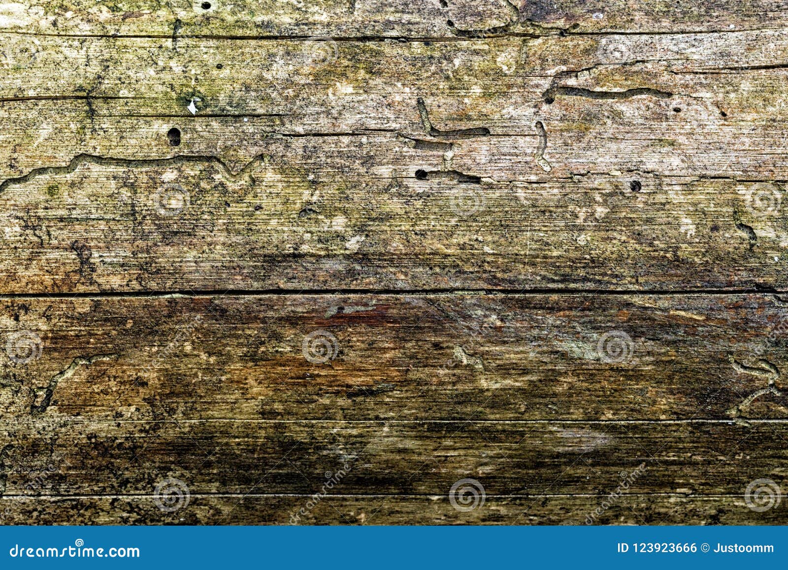 Texture of a Solid Tree Trunk, Covered with Moss. Stock Photo - Image ...