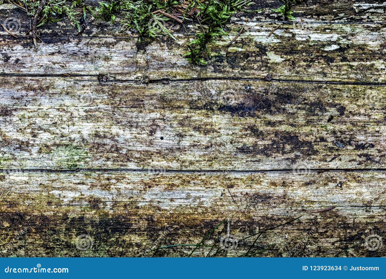 Texture of a Solid Tree Trunk, Covered with Moss. Unpainted Texture ...