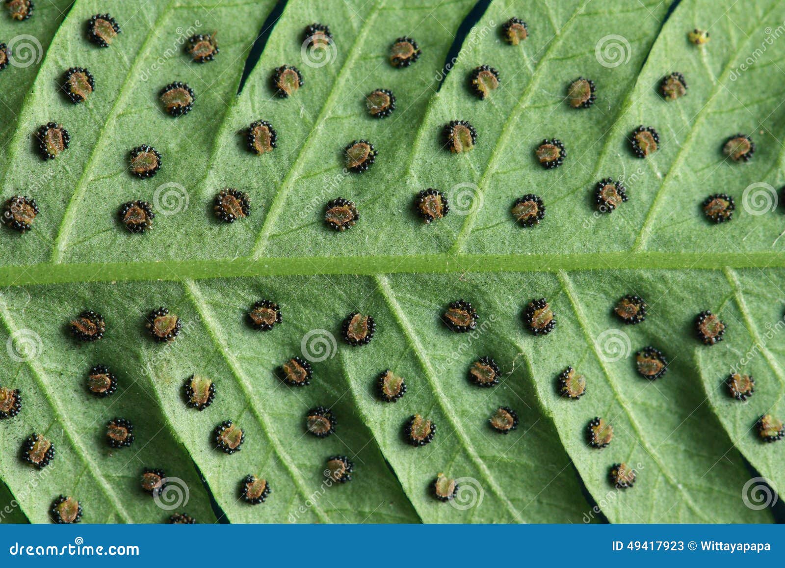 Fern Sorus Cross Section. Incision Through The Fern Sorus Under A ...