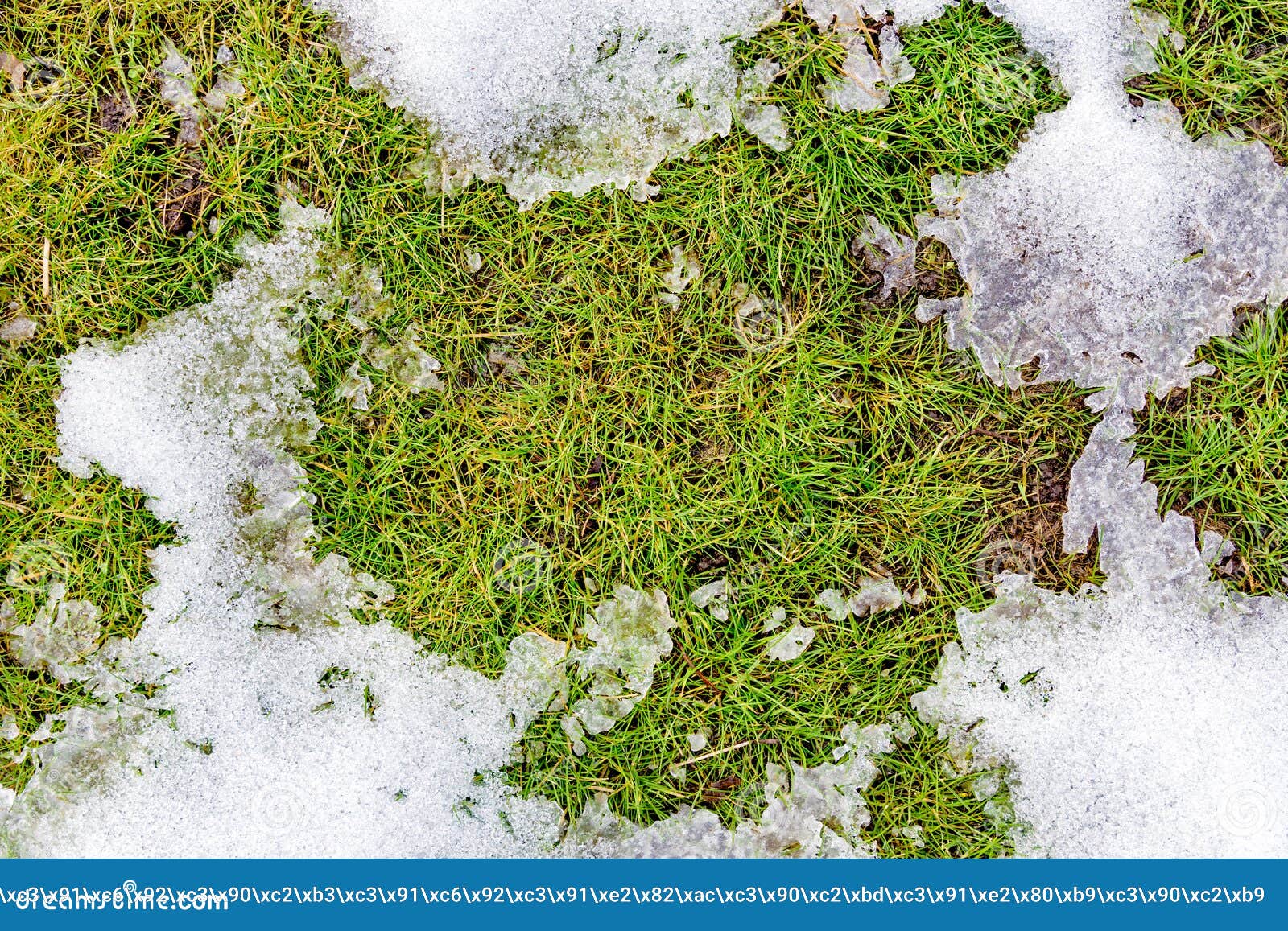 Texture in the Close-up Snow on the Grass Stock Photo - Image of ...