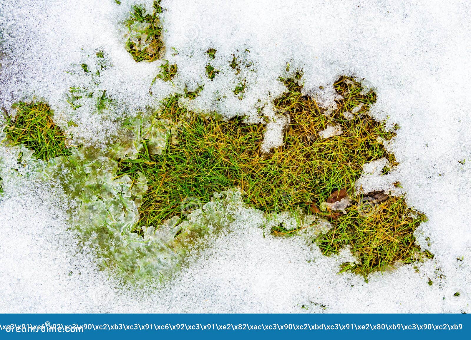 Texture in the Close-up Snow on the Grass Stock Photo - Image of ...