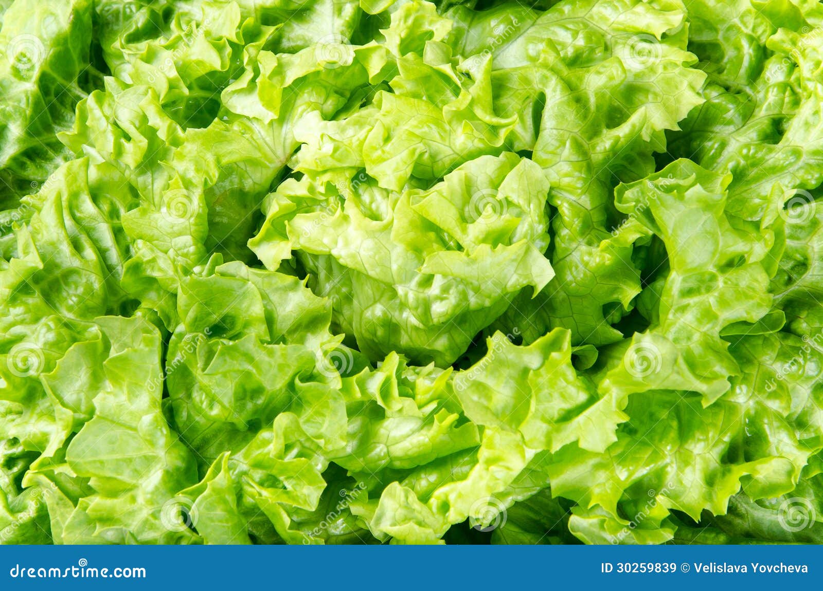 Texture and Background of Spring Green Lettuce Leaves Stock Image ...